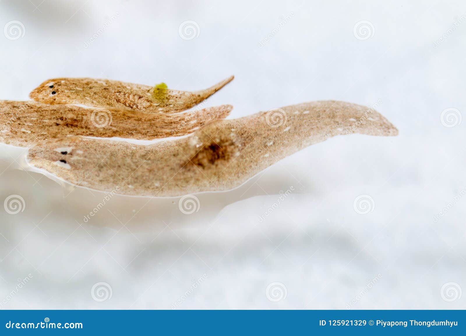Planarian Parasite Flatworm Under Microscope View. Stock Image ...