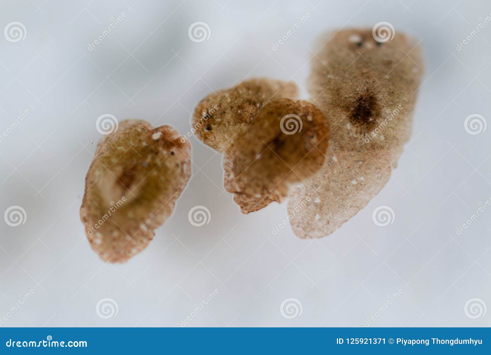 Planarian Parasite Flatworm Under Microscope View. Stock Image - Image ...