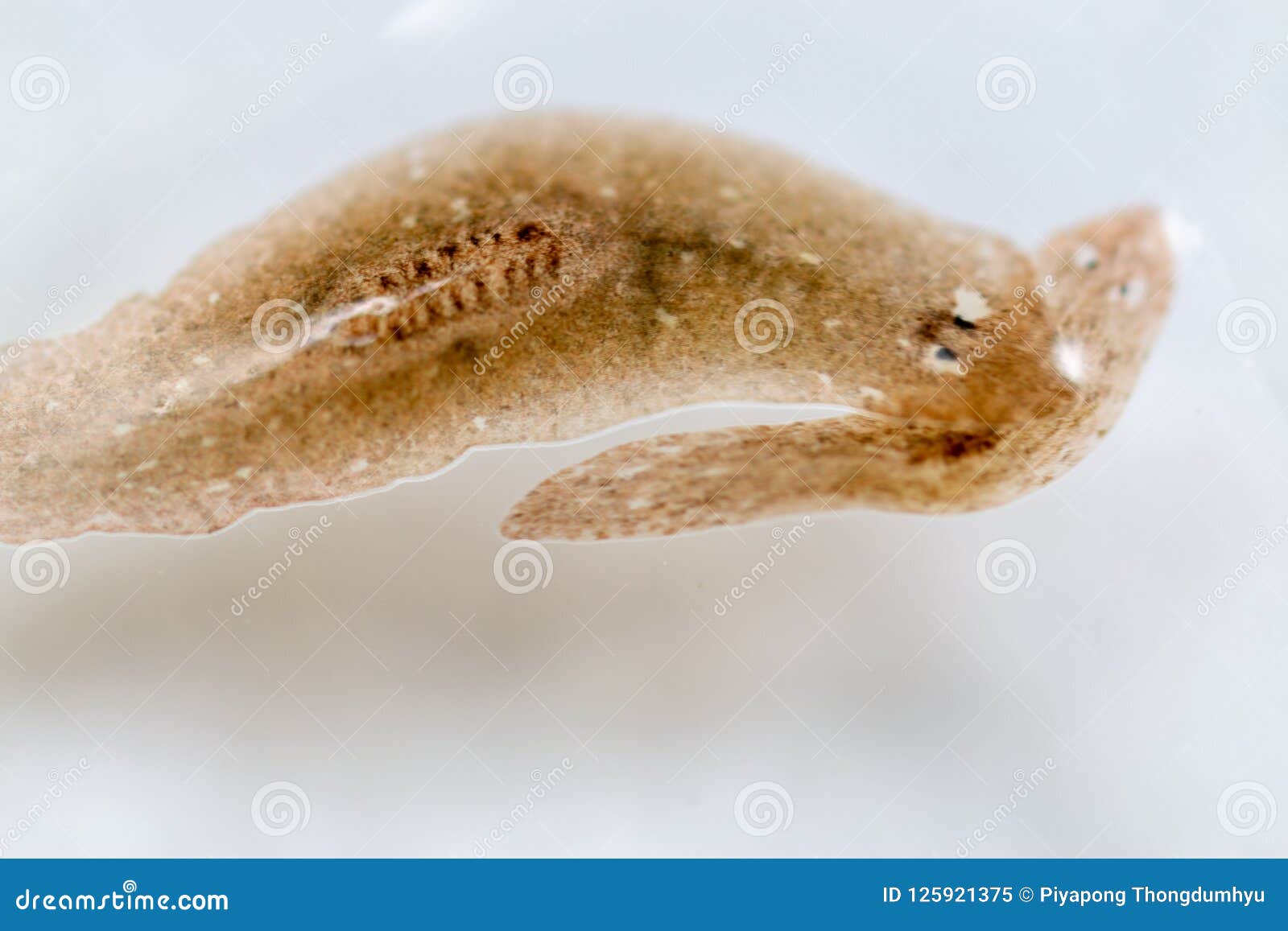 Planarian Parasite Flatworm Under Microscope View. Stock Image - Image ...
