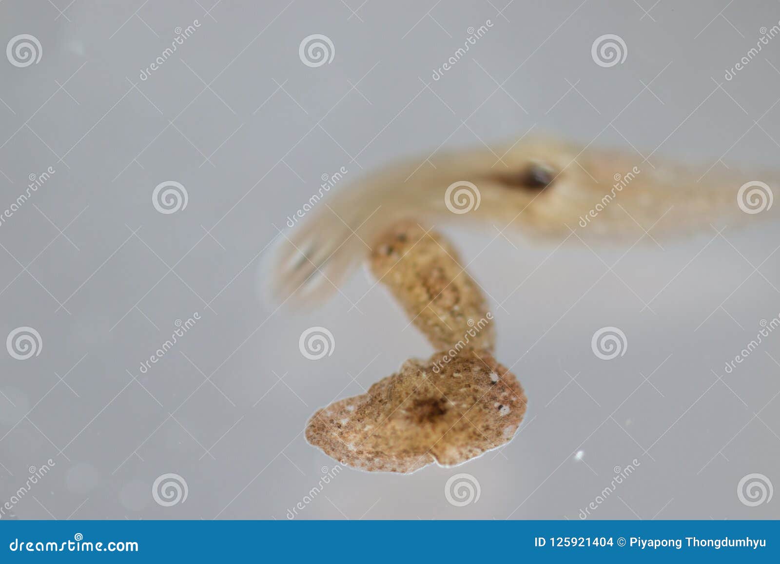 Planarian Parasite Flatworm Under Microscope View. Stock Photo - Image ...
