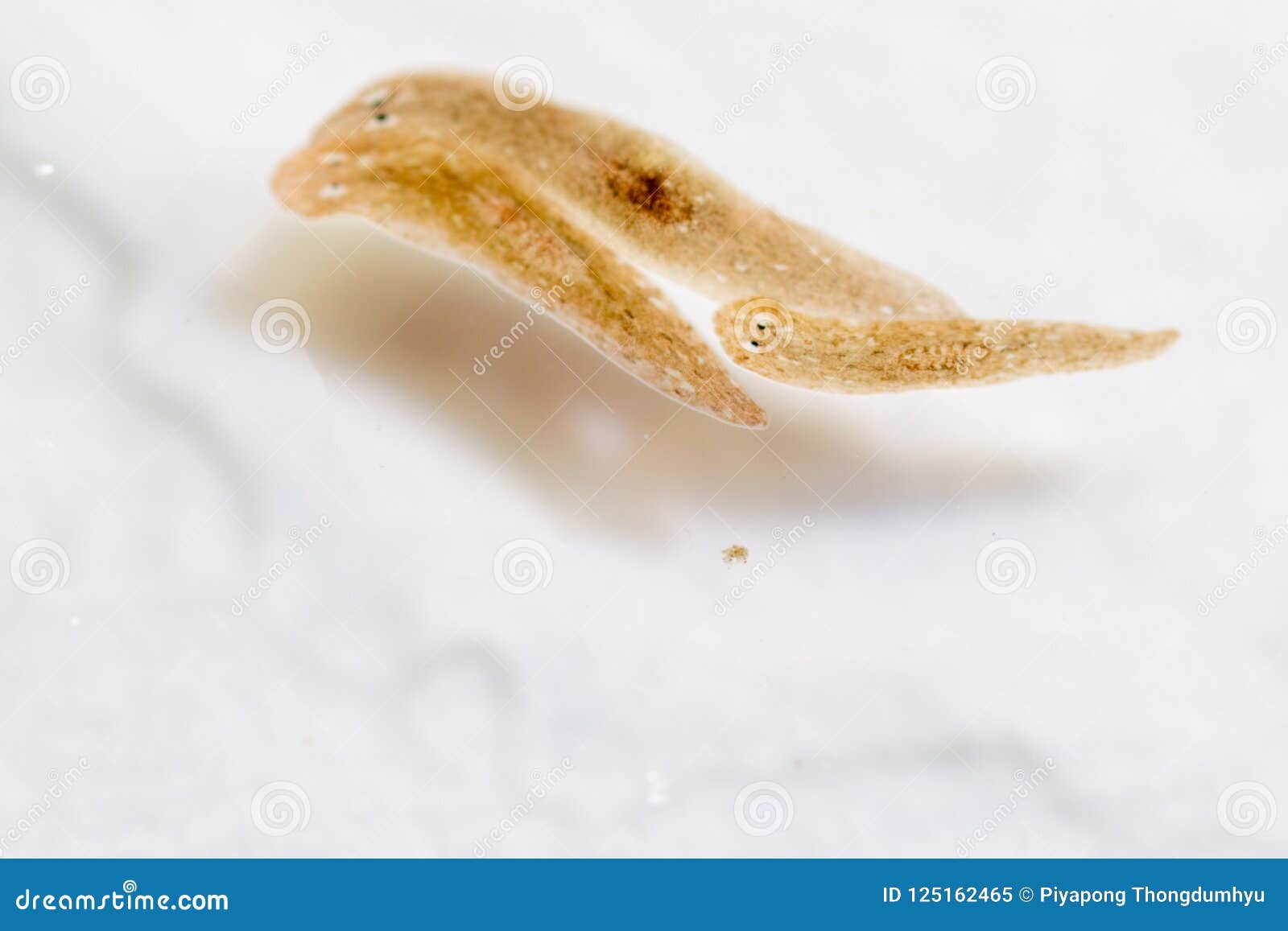 Planarian Parasite Flatworm Under Microscope View. Stock Image - Image ...
