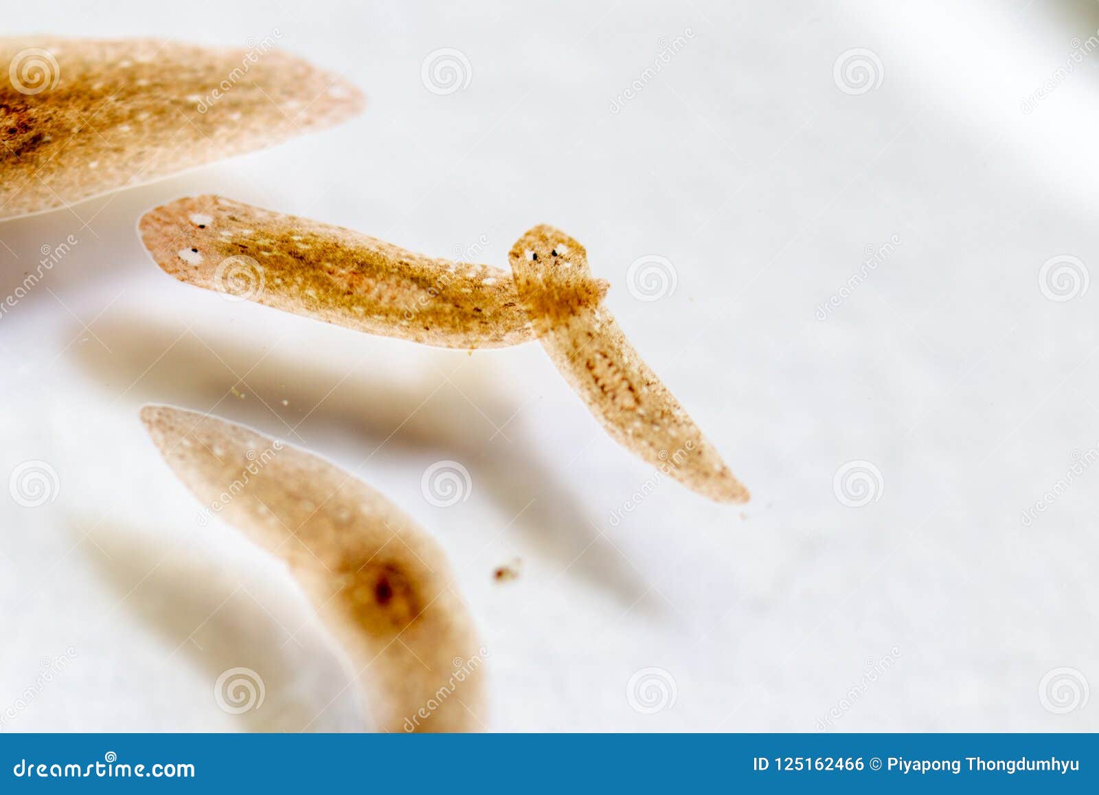 Planarian Parasite Flatworm Under Microscope View. Stock Photo - Image ...