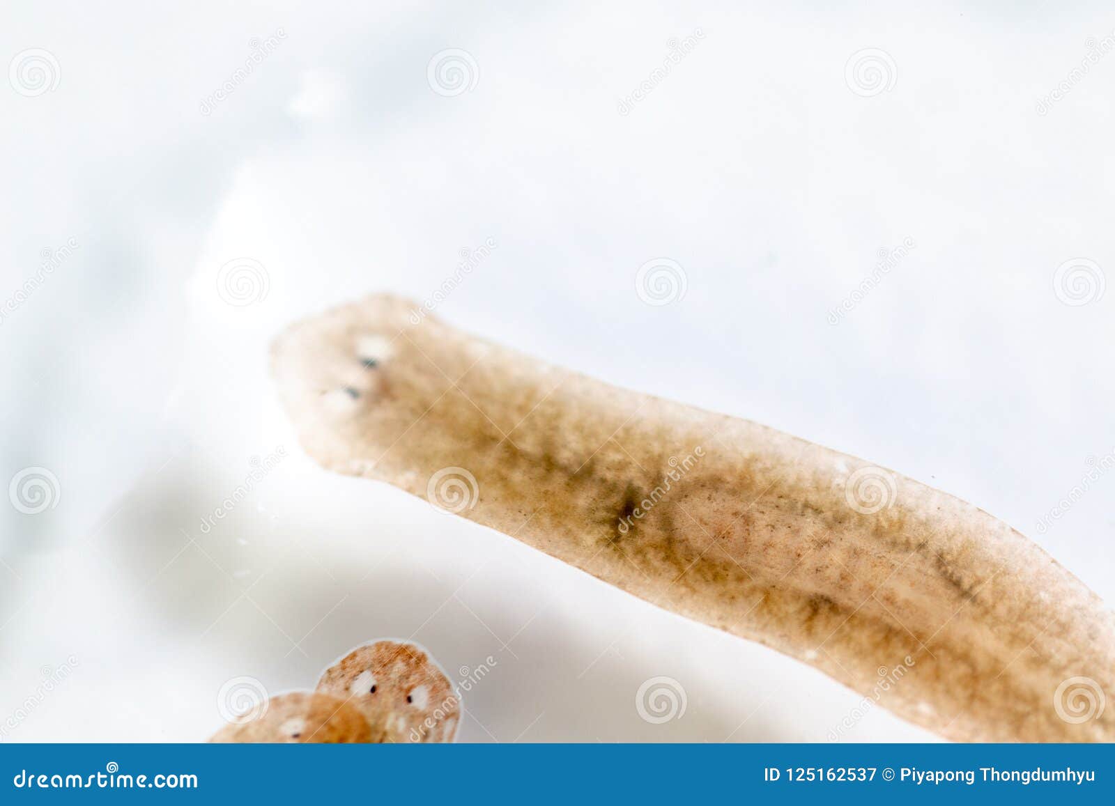 Planarian Parasite Flatworm Under Microscope View. Stock Image - Image ...