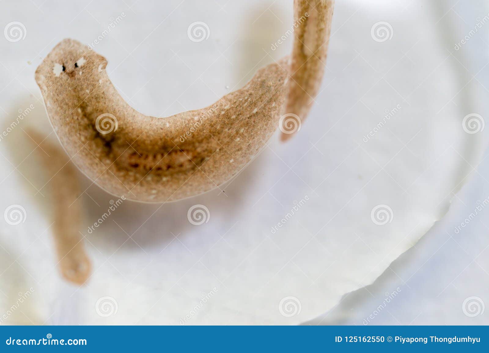 Planarian Parasite Flatworm Under Microscope View. Stock Photo - Image ...