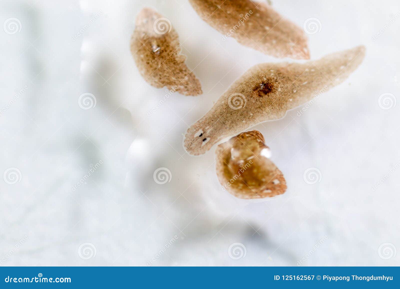 Planarian Parasite Flatworm Under Microscope View. Stock Image ...