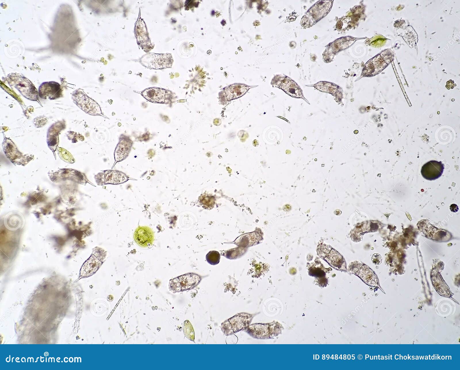 Plancton Aquatique D'eau Douce Image stock - Image du noyau, durée ...