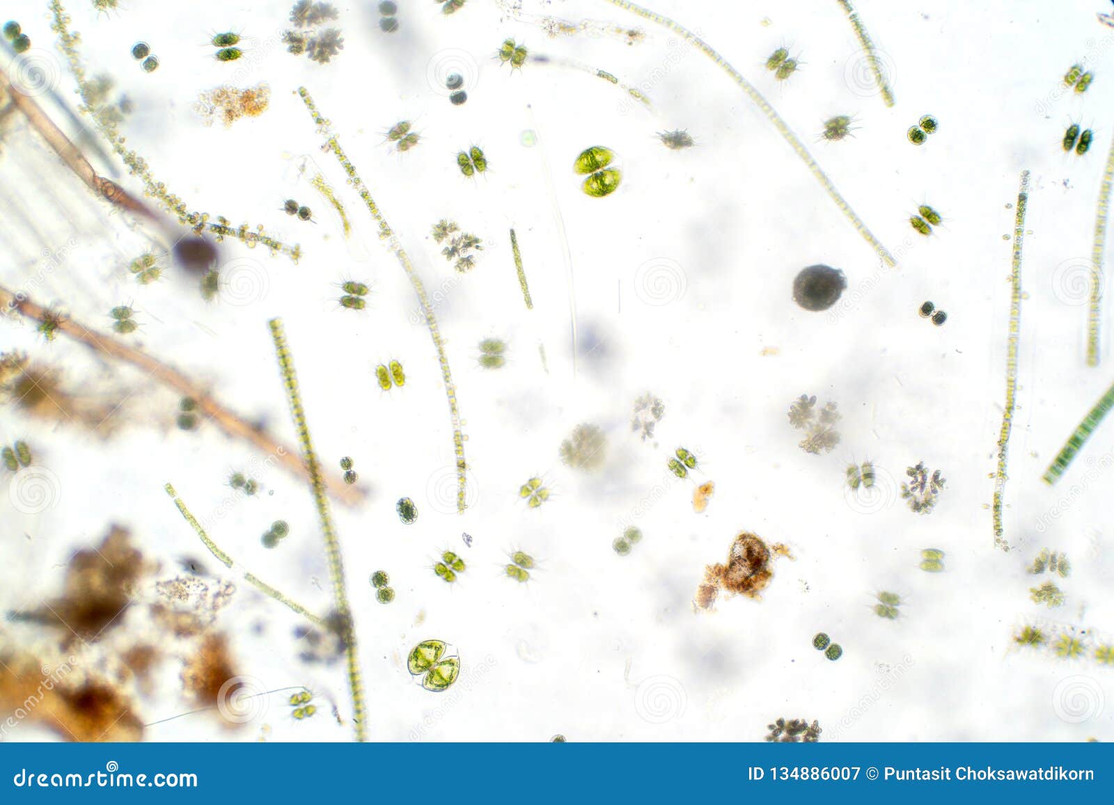 Plancton Aquatique D'eau Douce Sous La Vue De Microscope Image stock ...