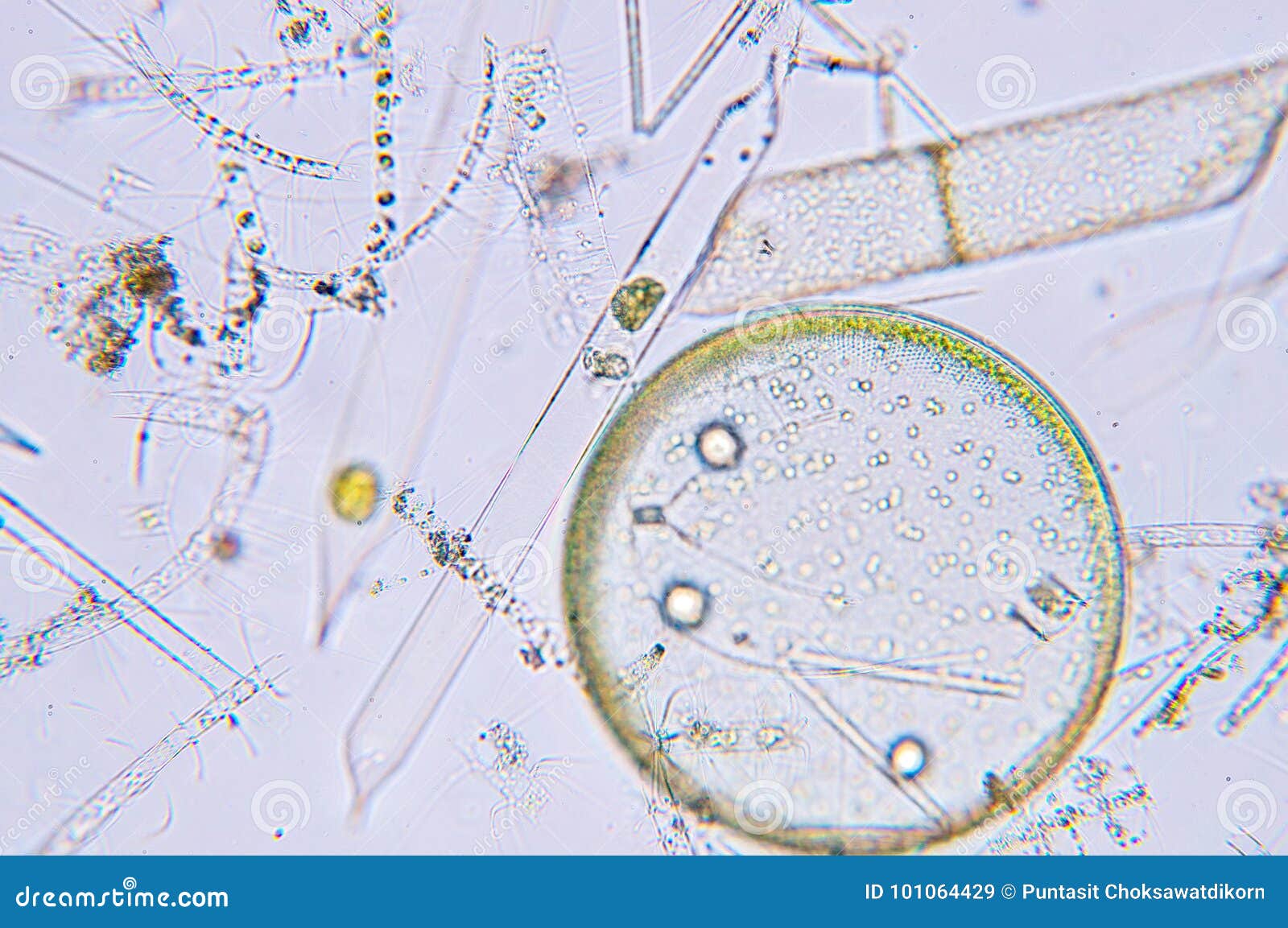 Plancton Aquatique Marin Sous La Vue De Microscope Image stock - Image ...