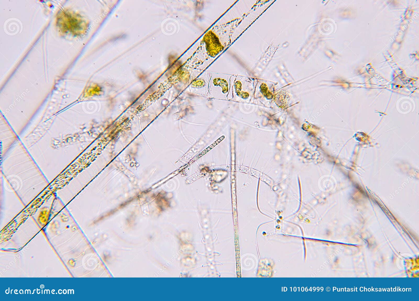 Plancton Aquatique Marin Sous La Vue De Microscope Image stock - Image ...