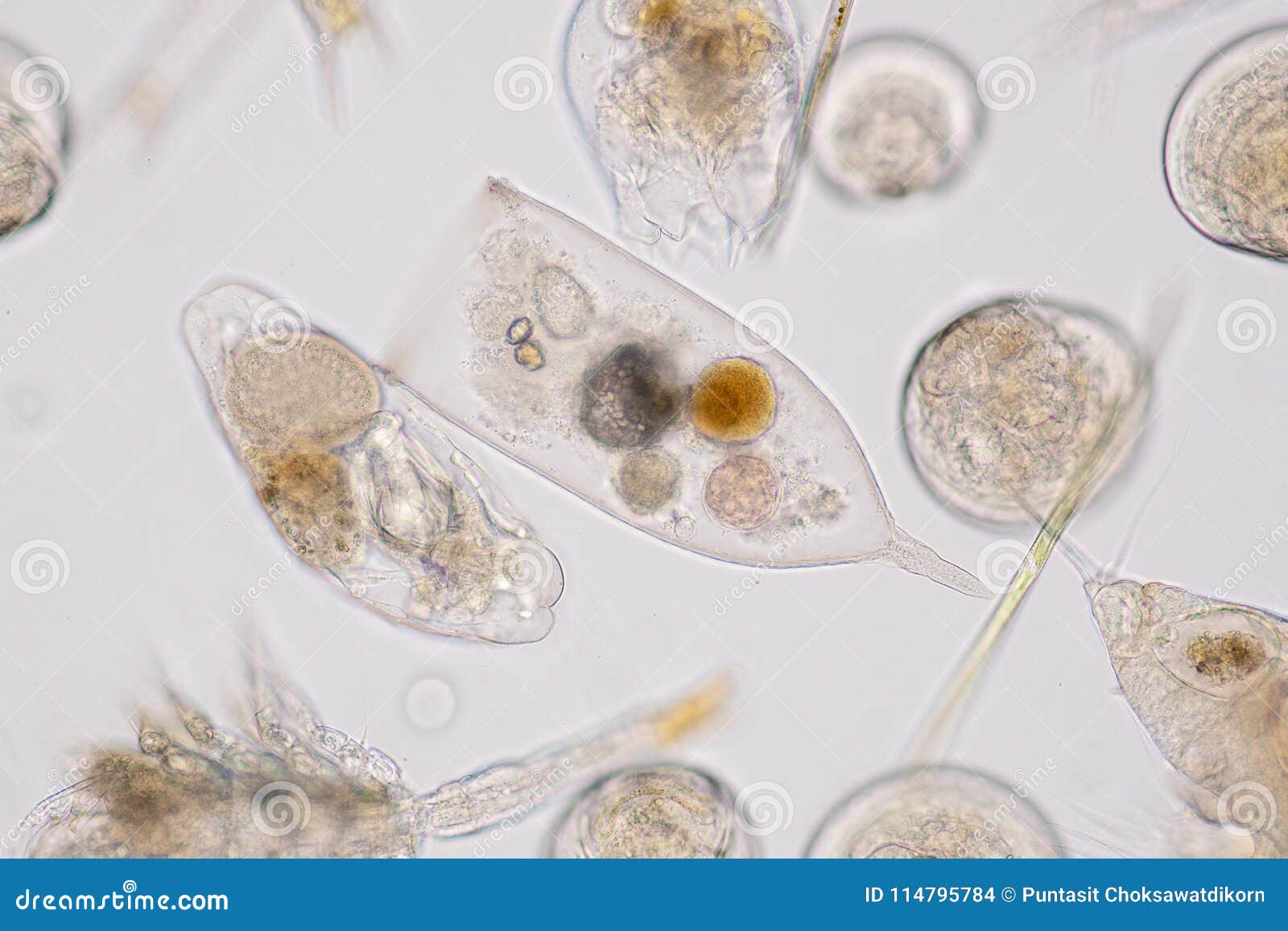 Plancton Aquatique Marin Sous La Vue De Microscope Photo stock - Image ...