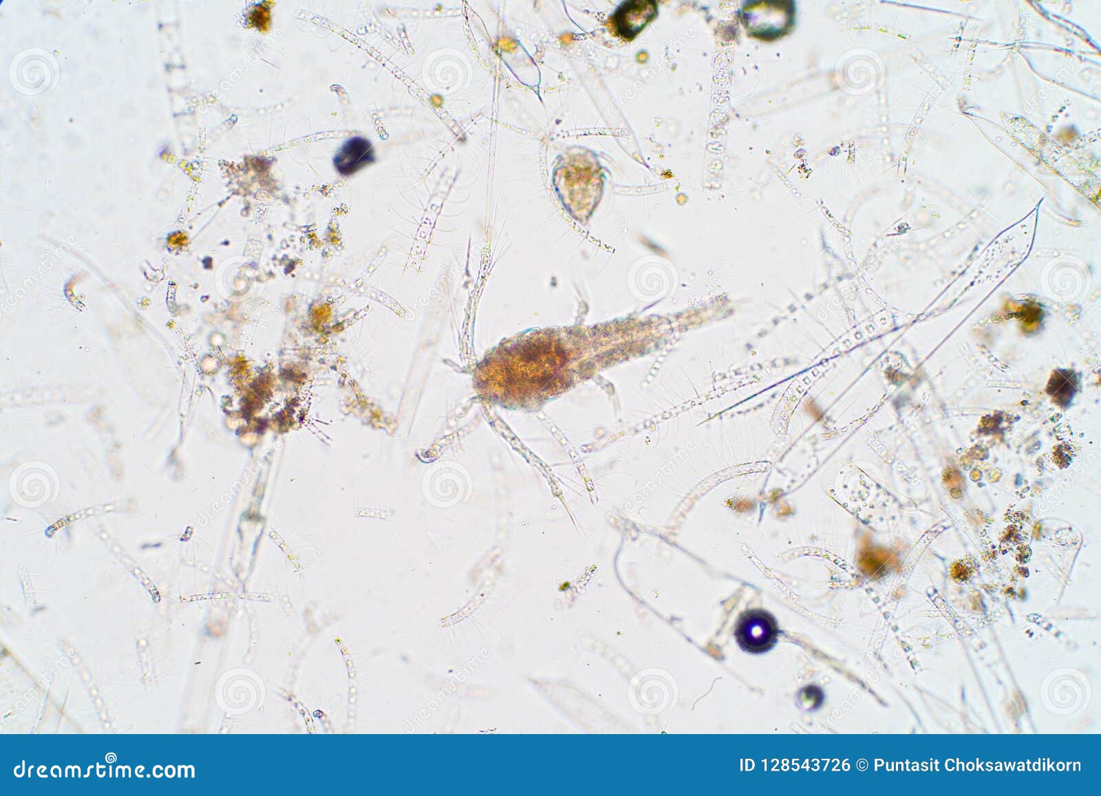 Plancton Aquatique Marin Sous La Vue De Microscope Photo stock - Image ...