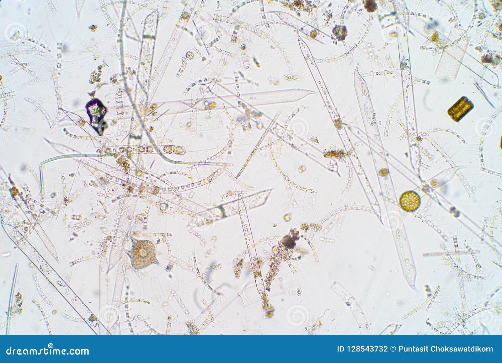 Plancton Aquatique Marin Sous La Vue De Microscope Photo stock - Image ...