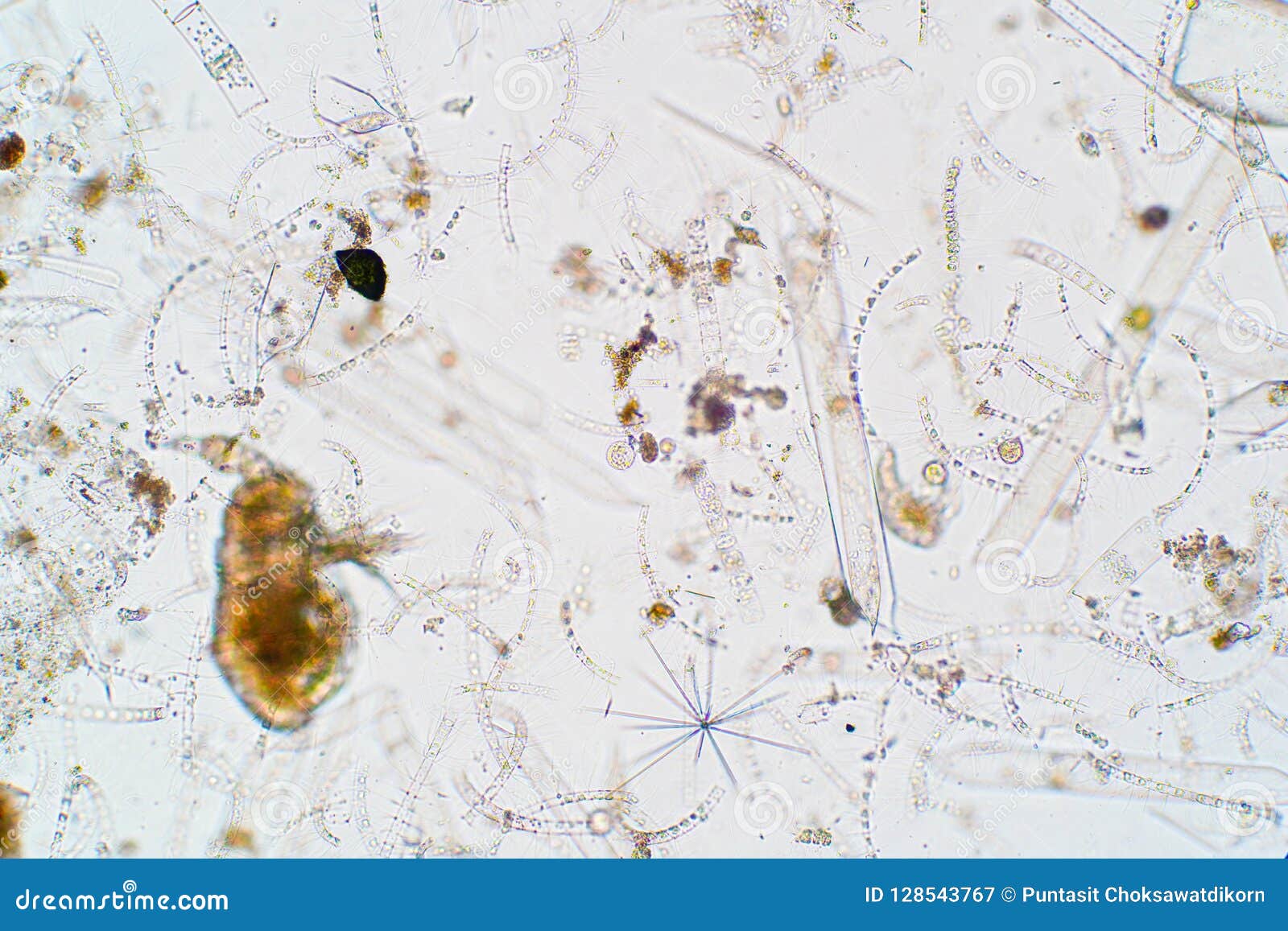 Plancton Aquatique Marin Sous La Vue De Microscope Image stock - Image ...