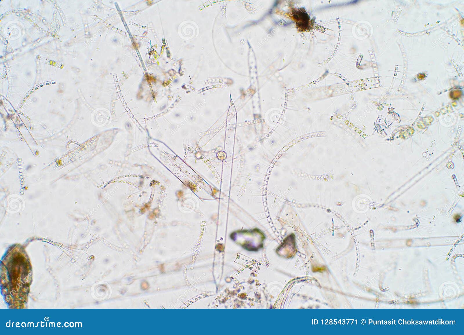 Plancton Aquatique Marin Sous La Vue De Microscope Image stock - Image ...