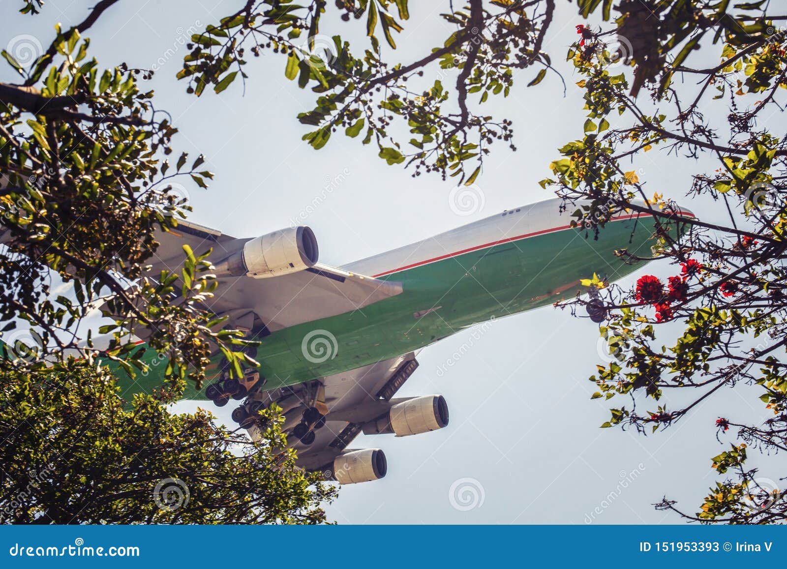 Plane Flying Low in a Sky Surrounded by Trees Branches, Going To Land ...