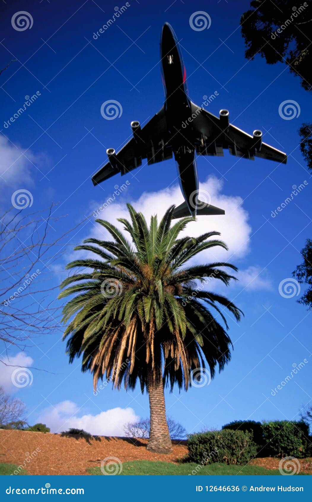 Plane Over Palm stock photo. Image of flying, landing - 12646636