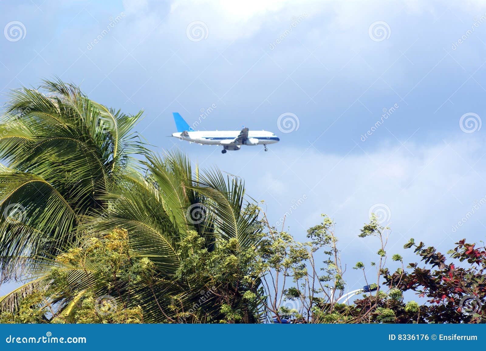 Plane over palm trees stock photo. Image of cloud, airplane - 8336176