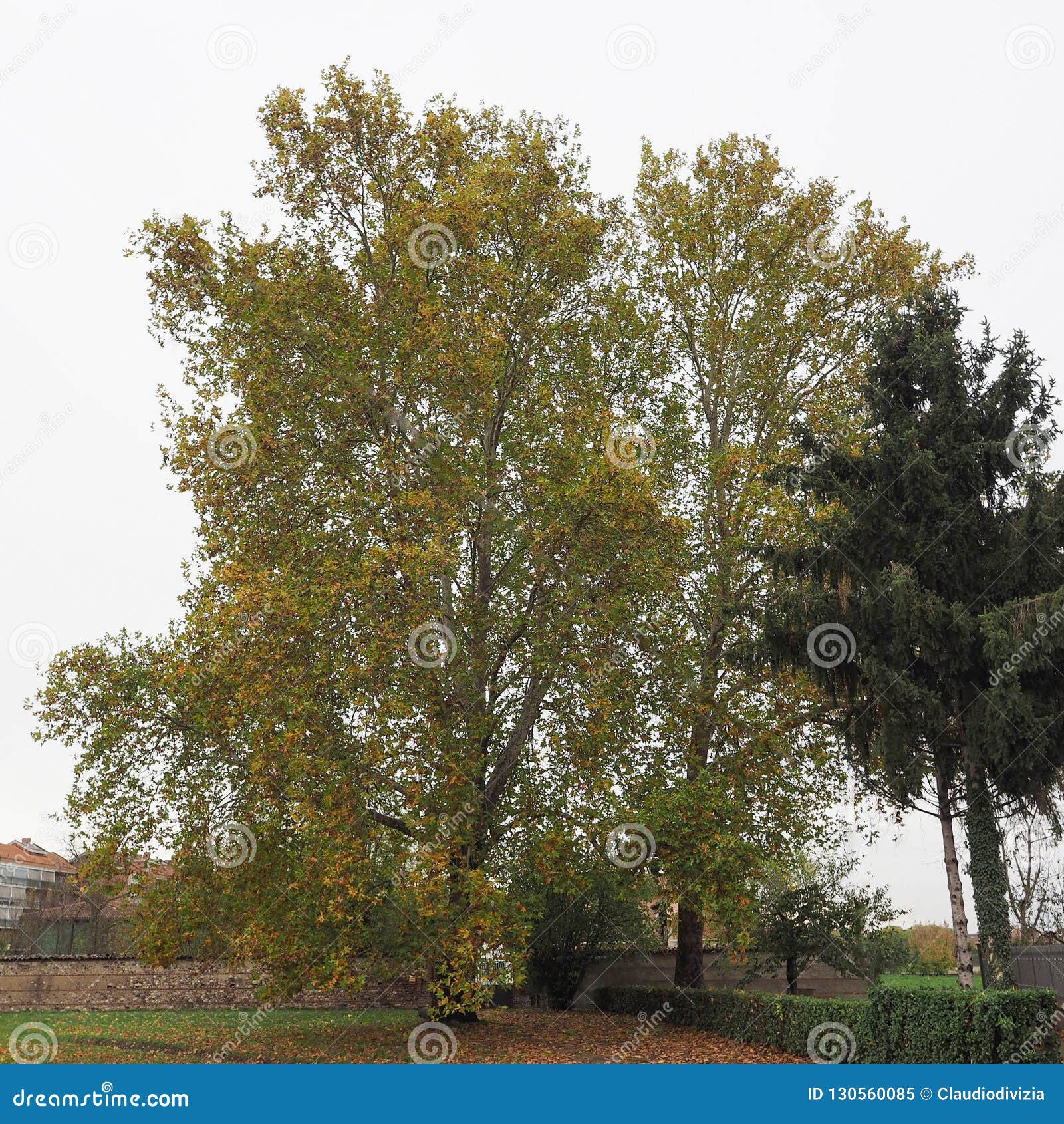 Plane (Platanus) tree stock image. Image of plane, vegetation - 130560085