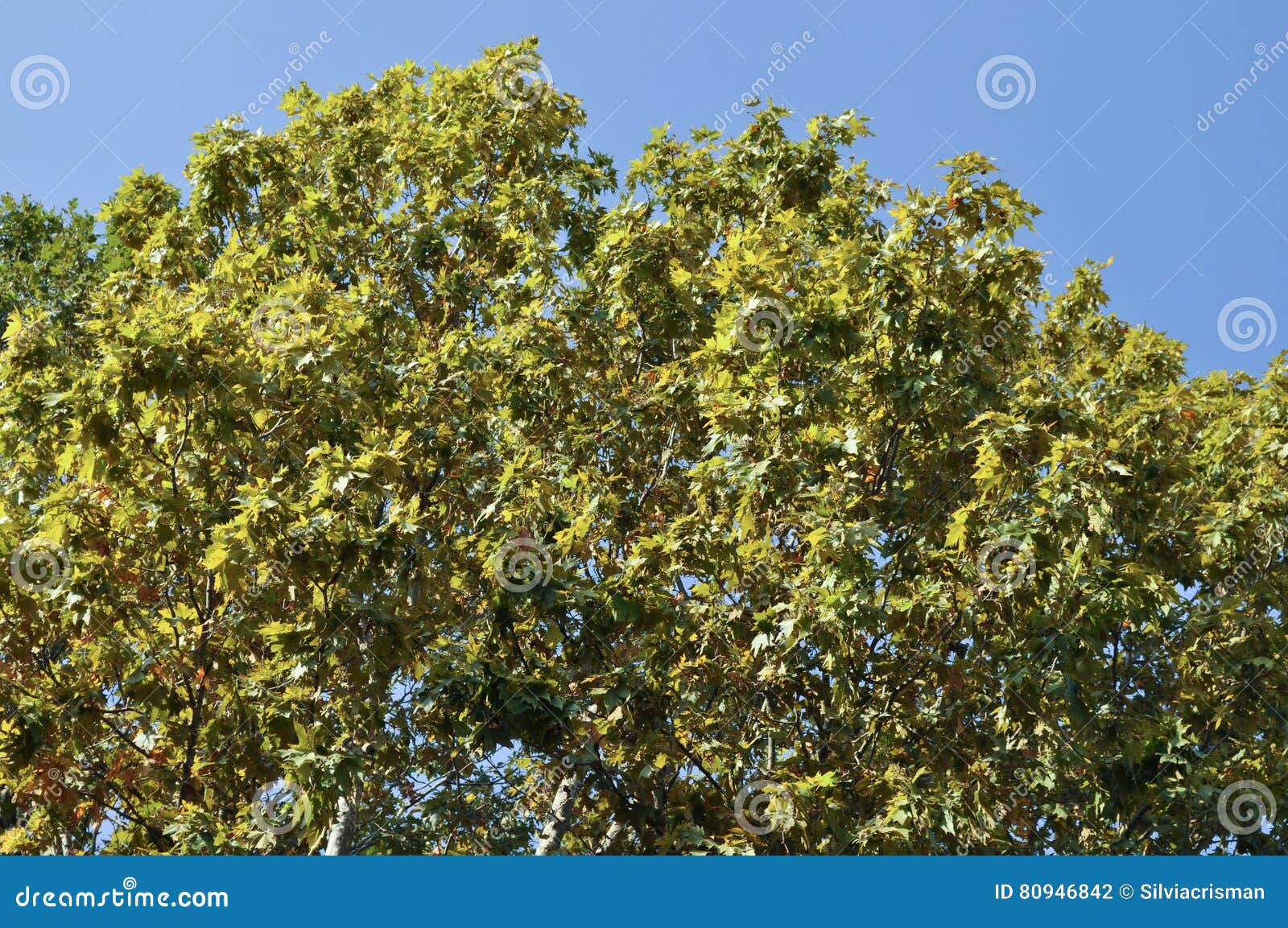 Plane Platanus tree top stock photo. Image of leaves - 80946842