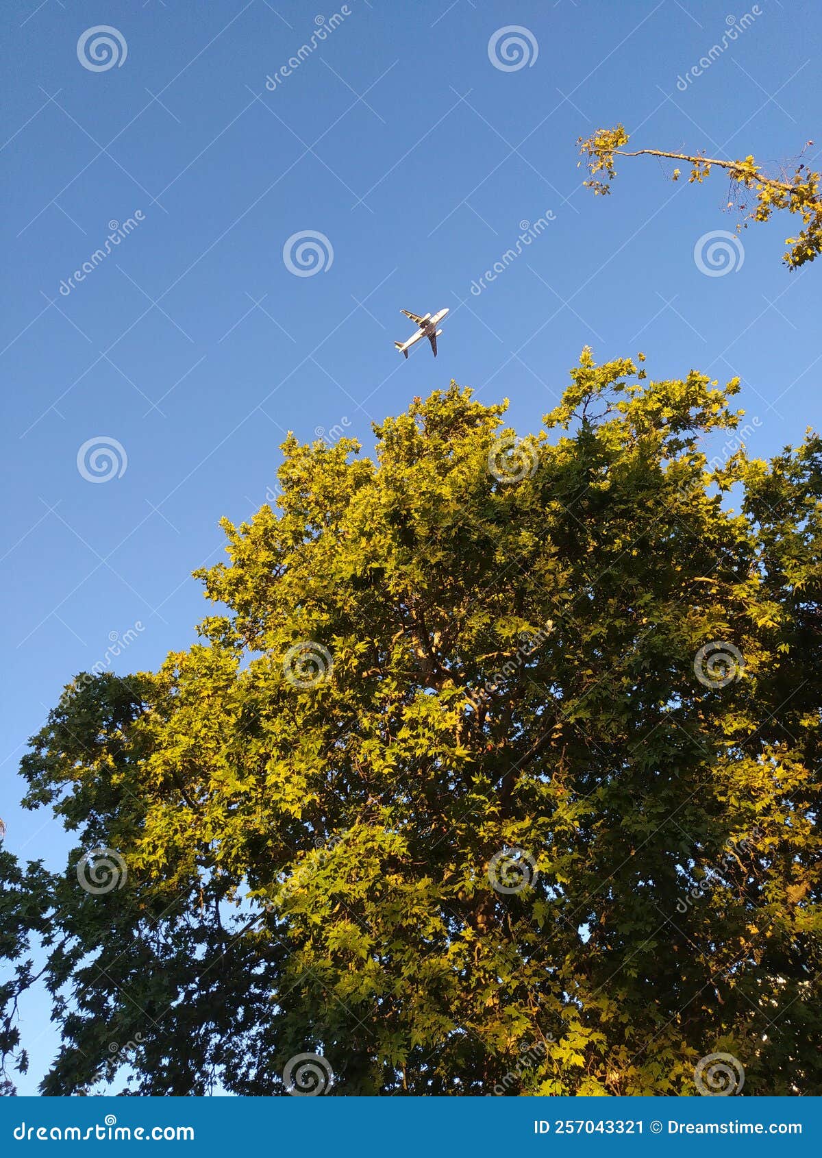 Plane sky tree stock image. Image of cloud, autumn, shrub - 257043321