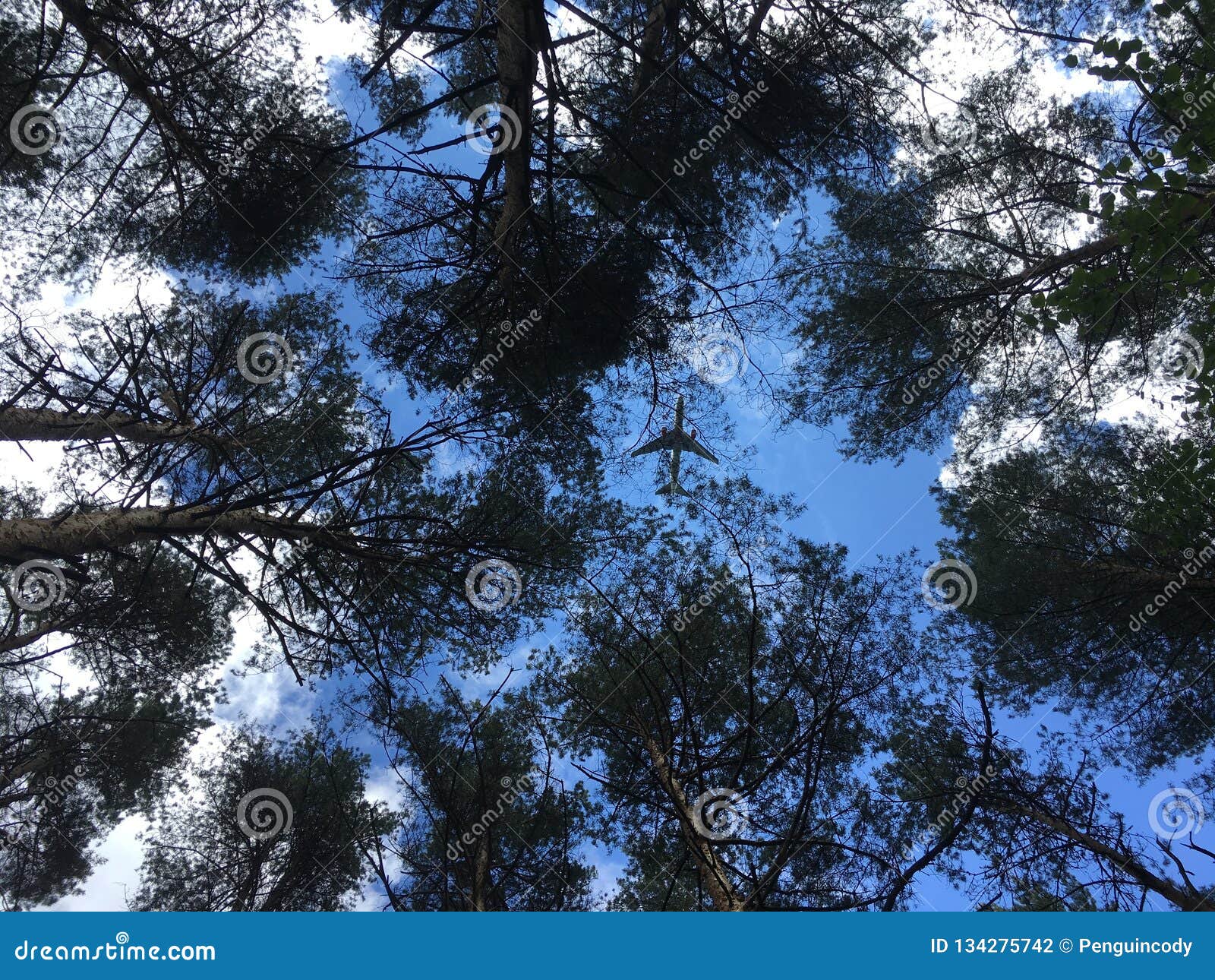 Plane in the sky stock photo. Image of view, trees, nature - 134275742