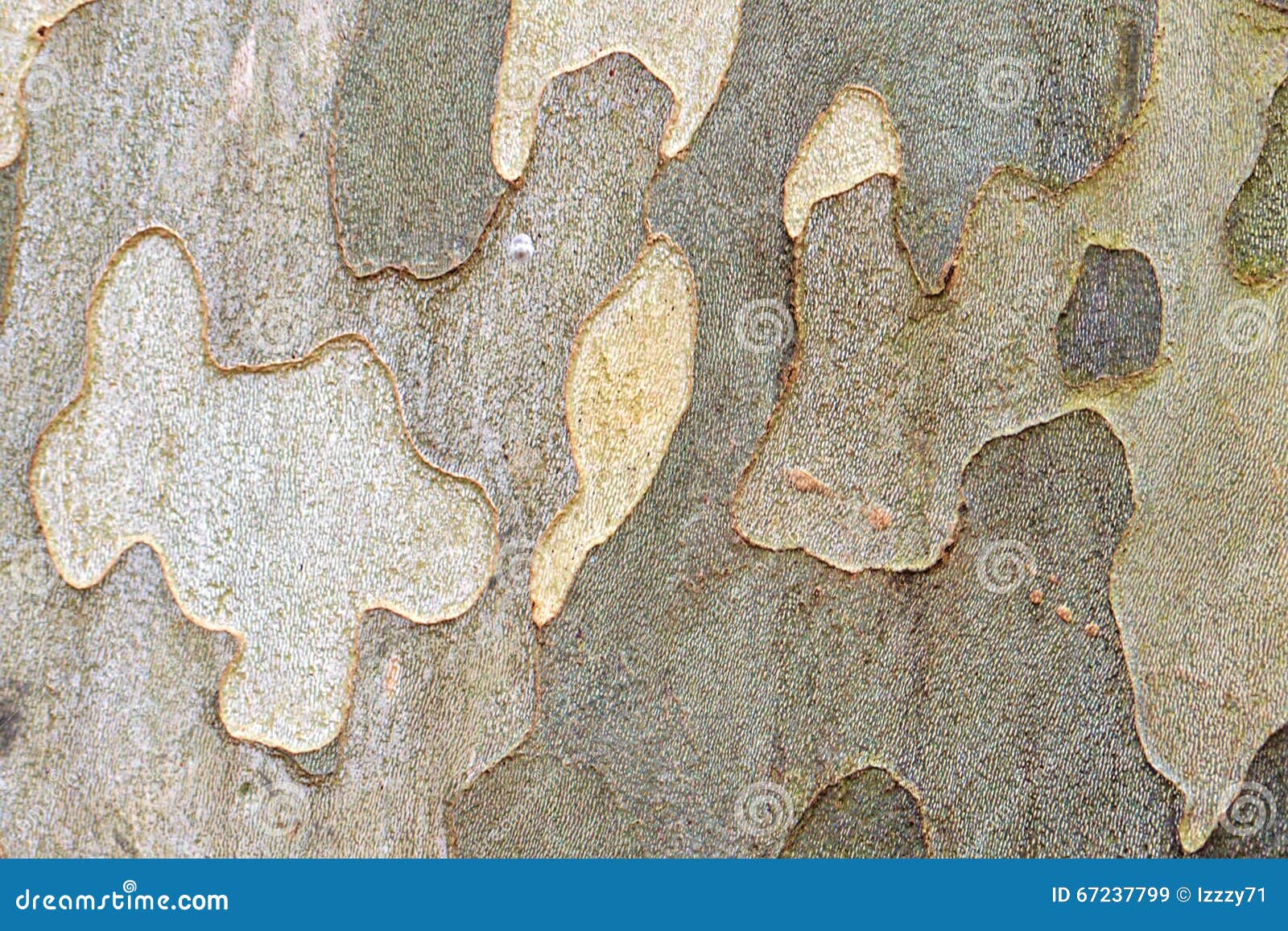 Plane (sycamore) tree bark stock image. Image of brown - 67237799