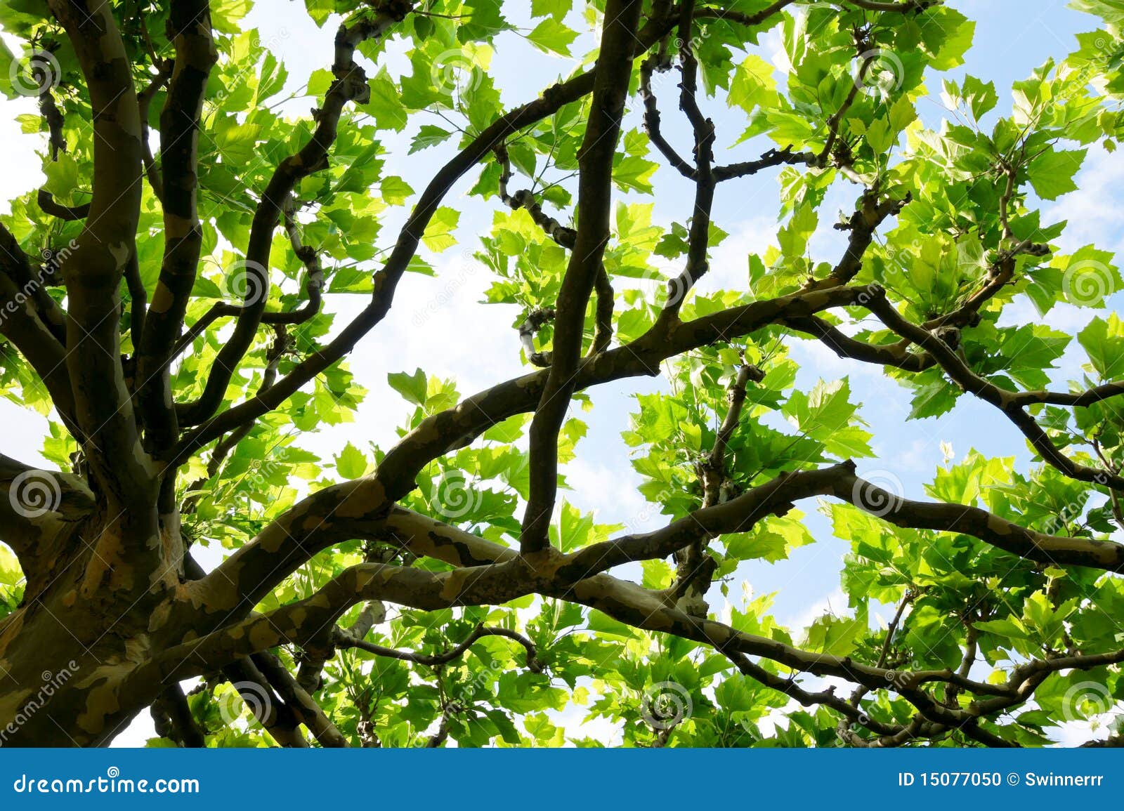 Plane tree stock photo. Image of outdoors, brightly, tree - 15077050