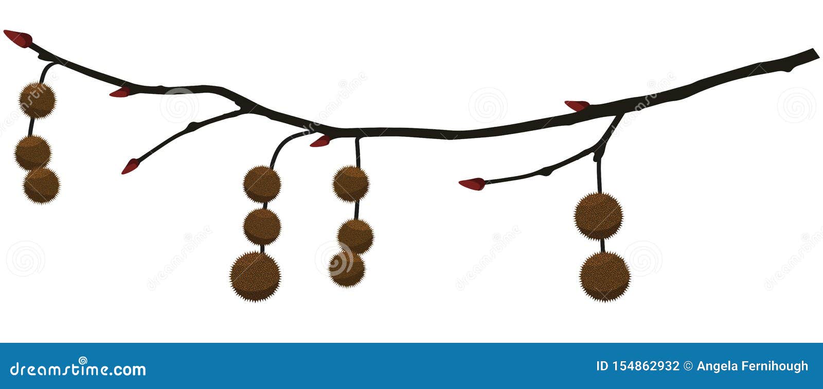 Vector Illustration of a Plane Tree Branch in Spring Stock Vector ...