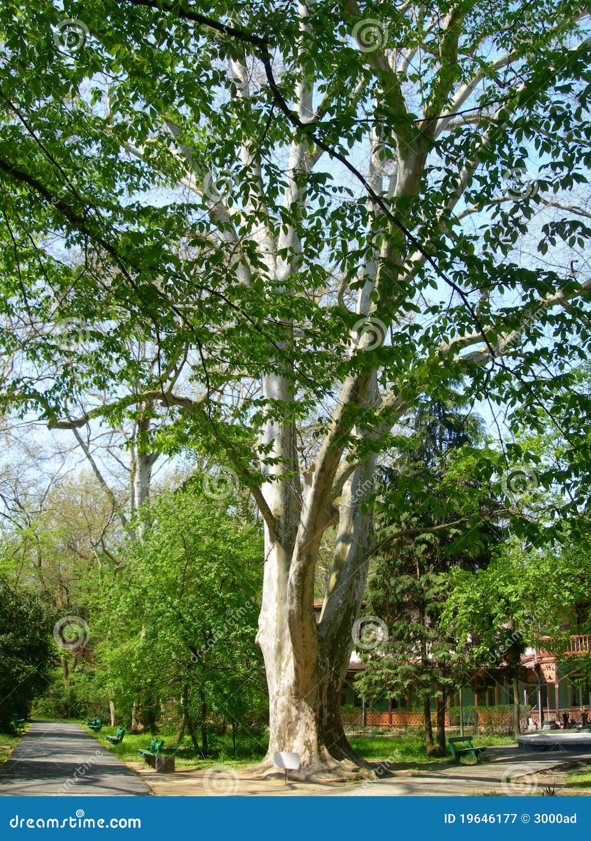 Plane tree stock image. Image of platanus, detail, plane - 19646177