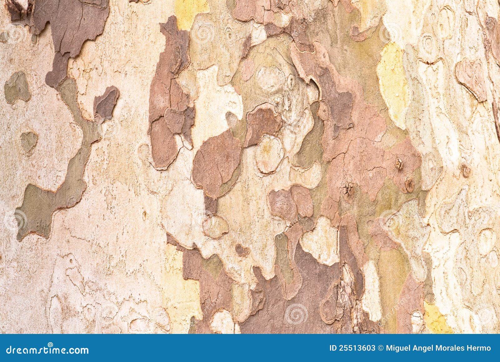 Plane tree stock image. Image of tree, plane, nature - 25513603