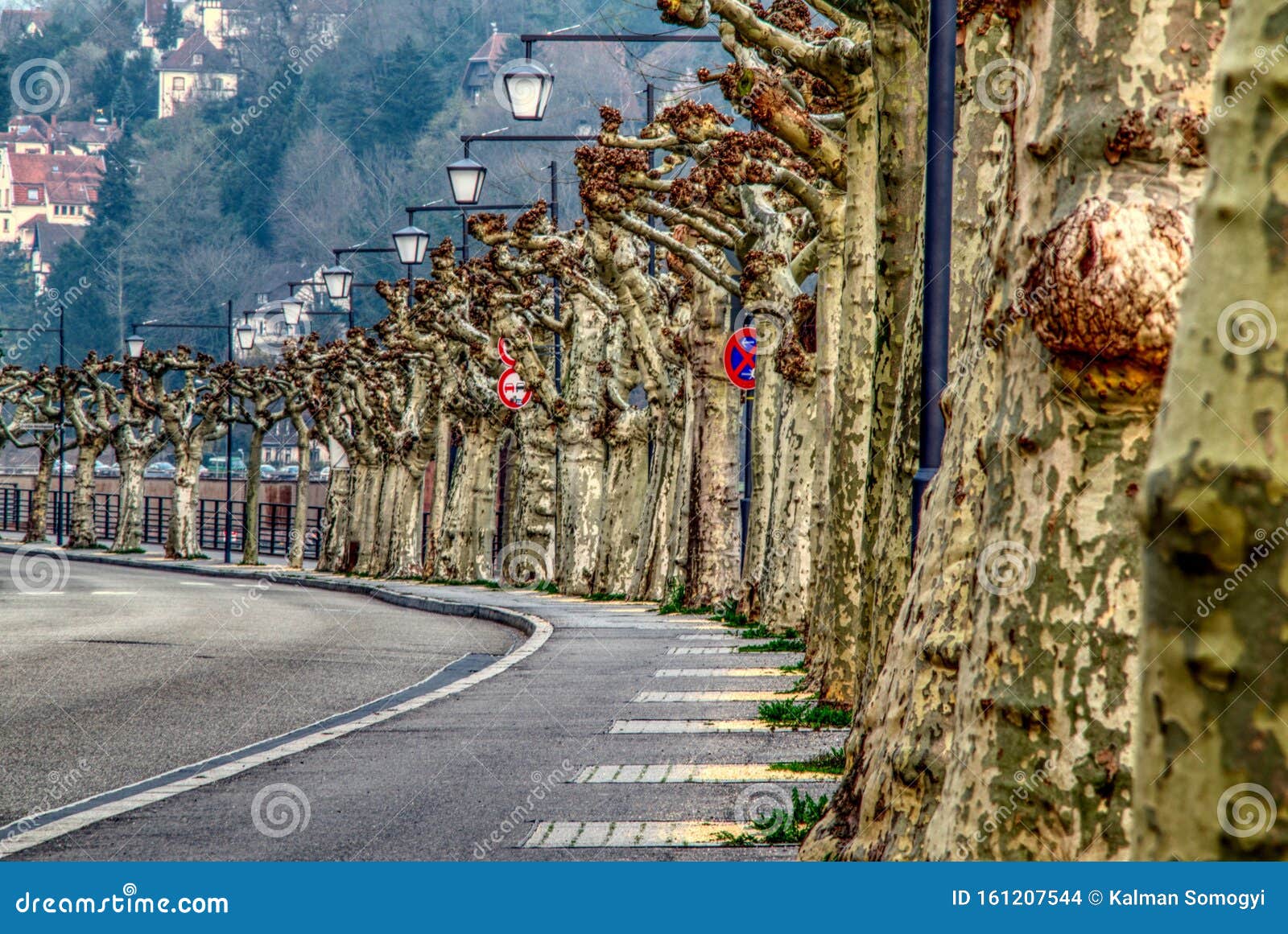 Plane Tree Alley Along a Curvy Road Stock Photo - Image of city, moto ...