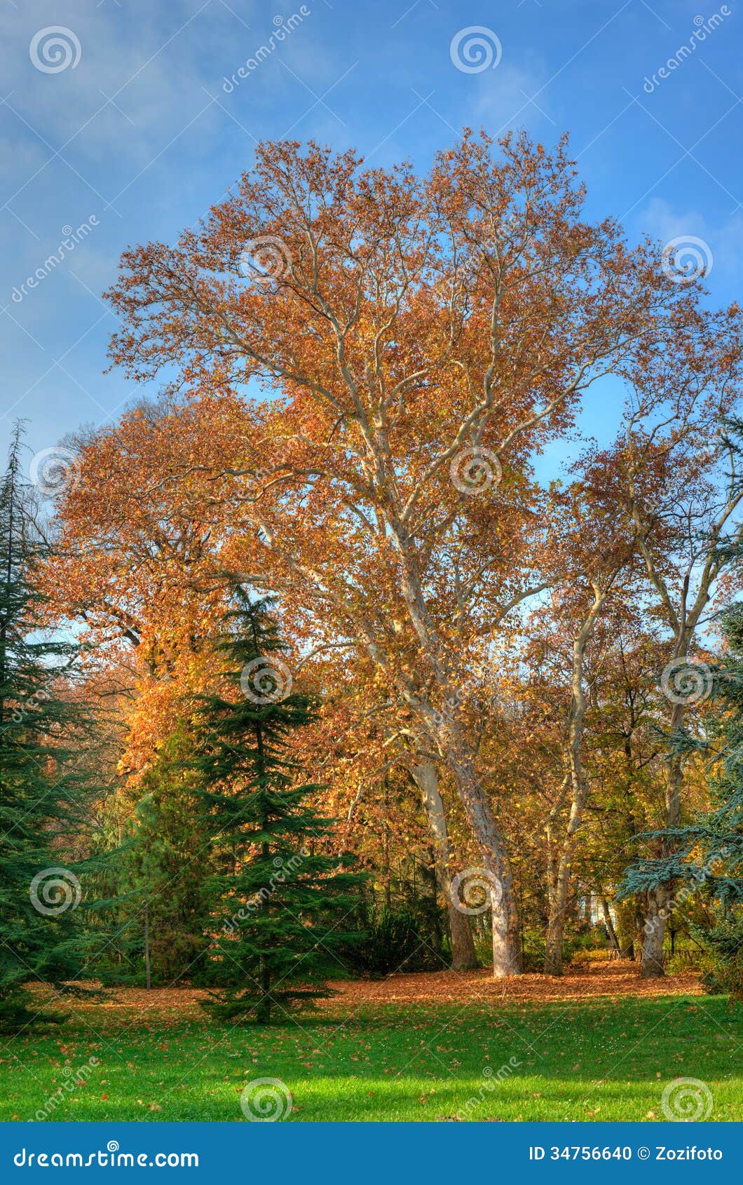 Plane tree in autumn stock photo. Image of plane, branches - 34756640