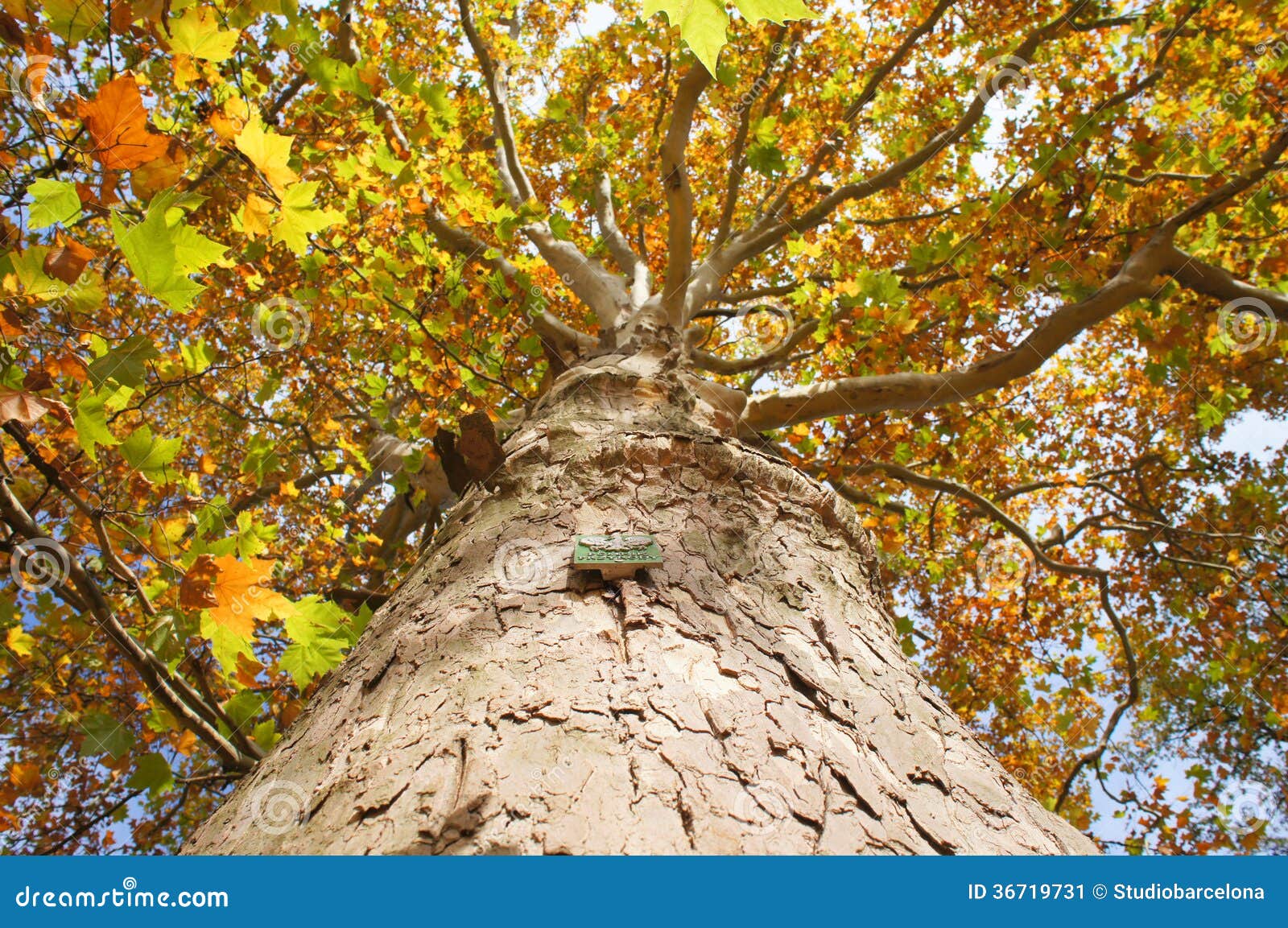 Plane tree stock image. Image of colors, london, scenery - 36719731