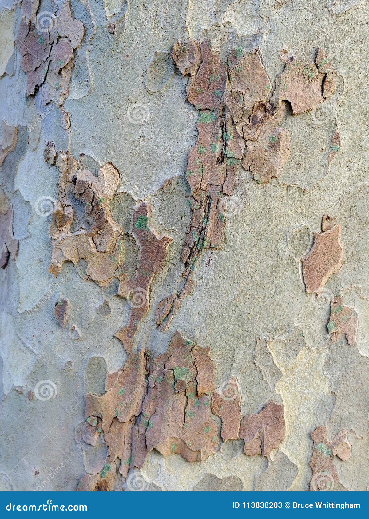 Plane Tree Bark, Natural Camouflage Pattern Stock Image - Image of tree ...