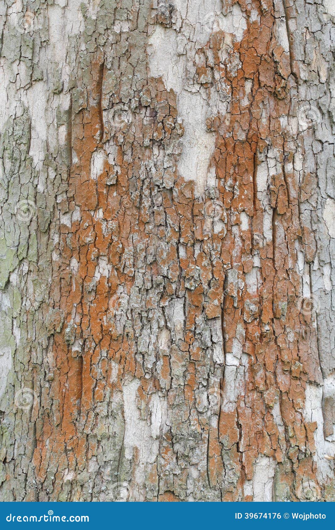 Plane tree bark texture stock photo. Image of material - 39674176