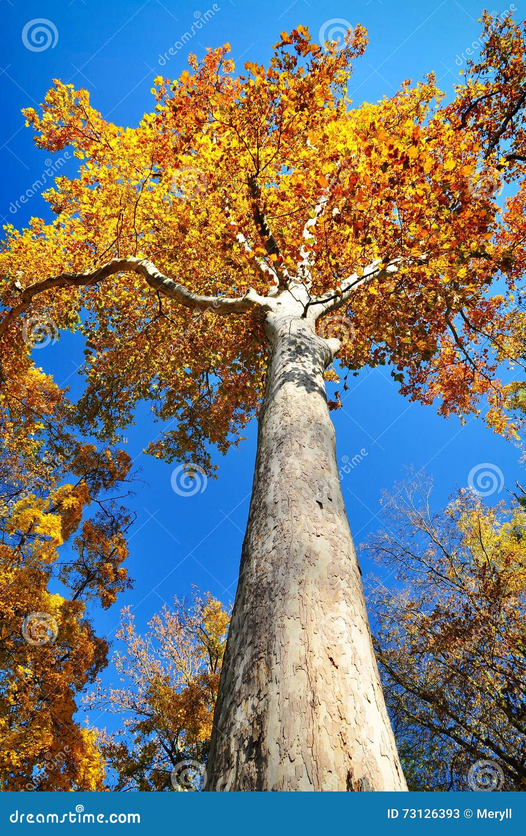 Plane tree stock image. Image of yellow, leaves, beautiful - 73126393