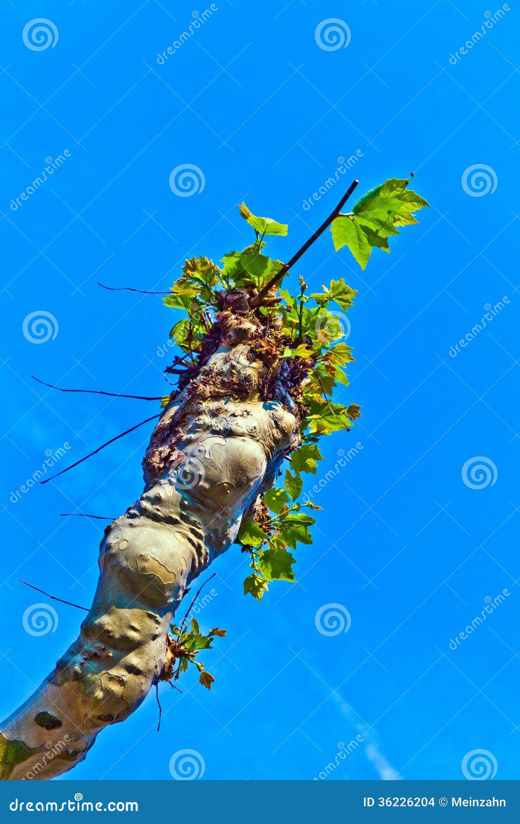 Plane tree stock photo. Image of pattern, large, green - 36226204