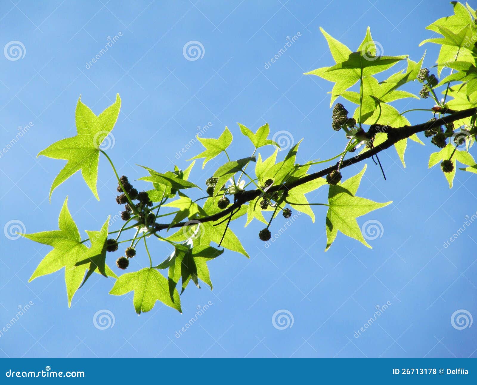 Plane Tree Branch with Young Green Leaves. Stock Photo - Image of light ...