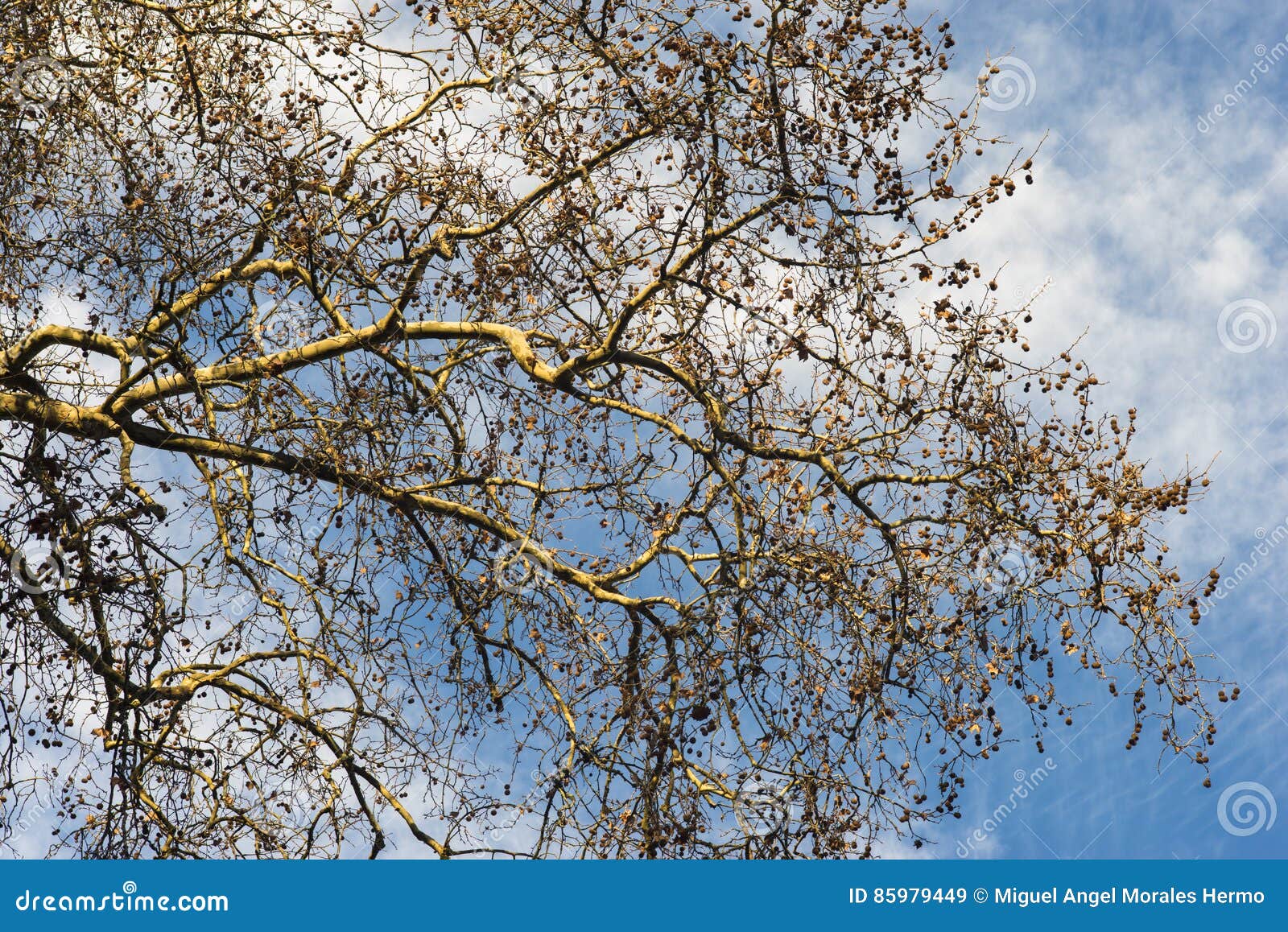 Plane tree stock image. Image of platanus, beautiful - 85979449