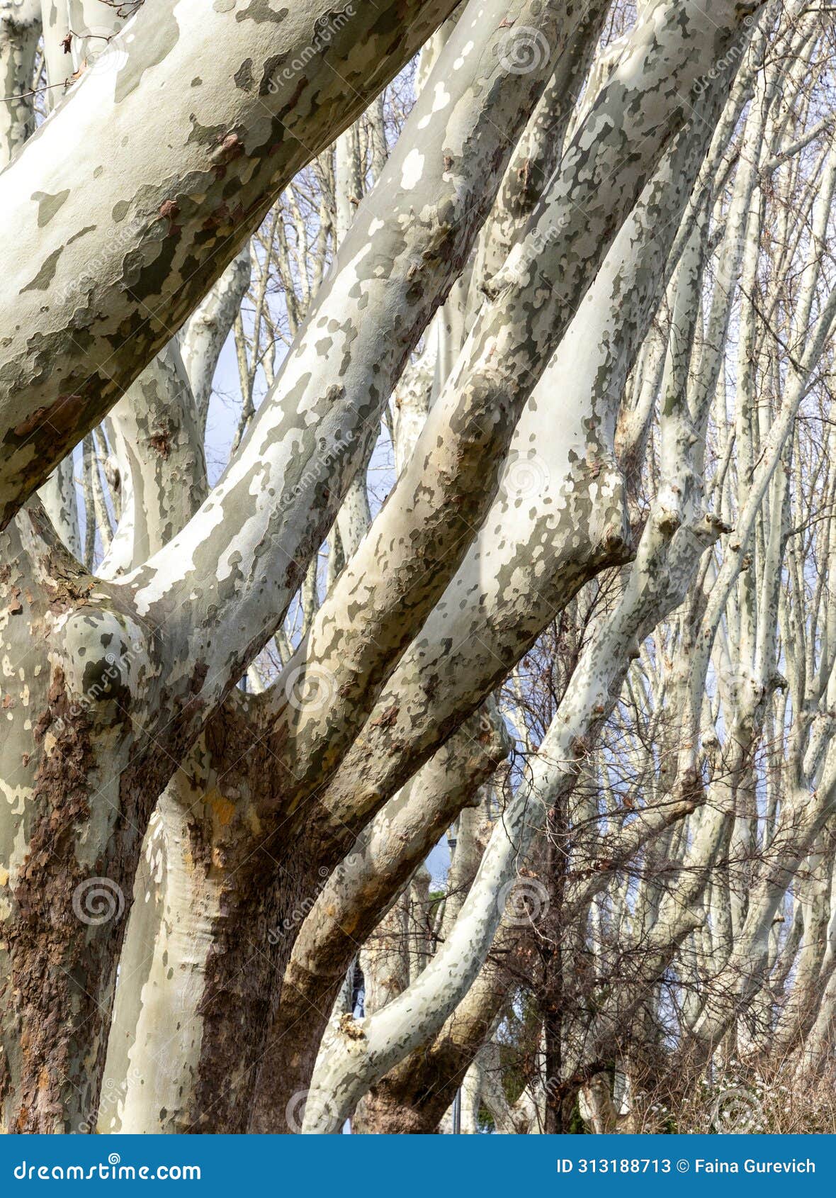 Plane Tree Branches in Rome, Italy Stock Image - Image of italian ...