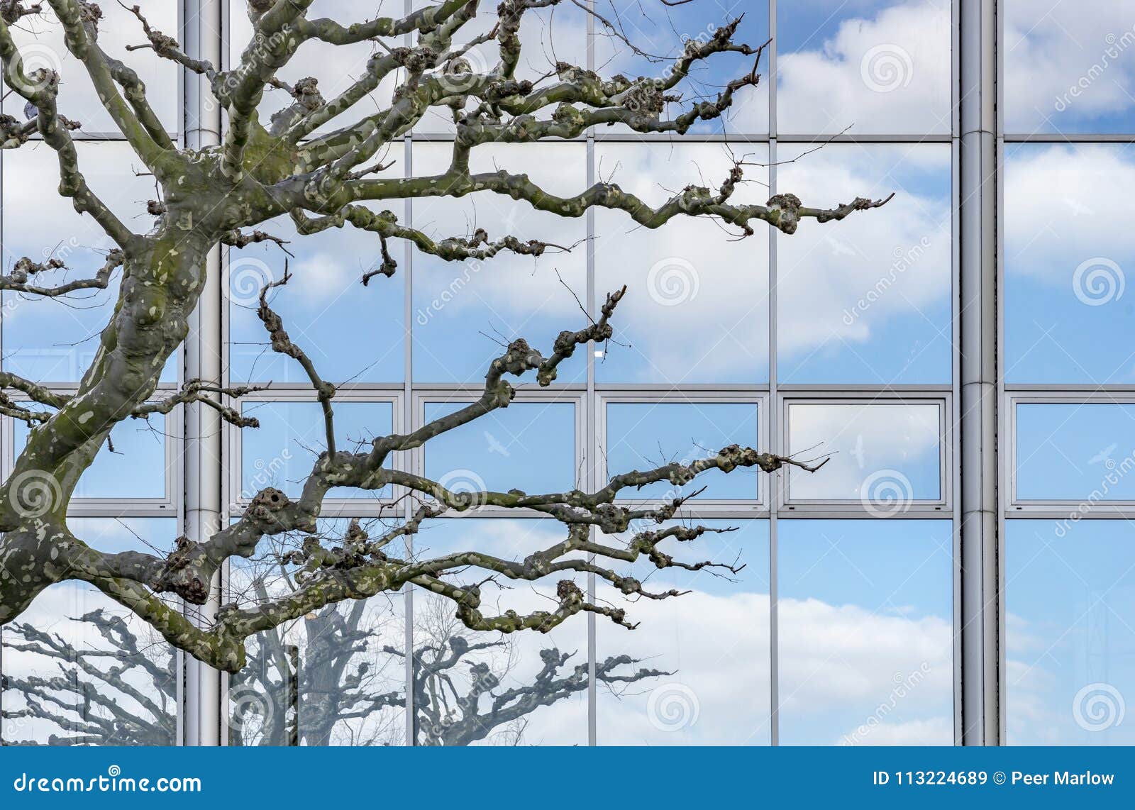Plane-tree Branches without Leaves in Front of the Windows of an Stock ...