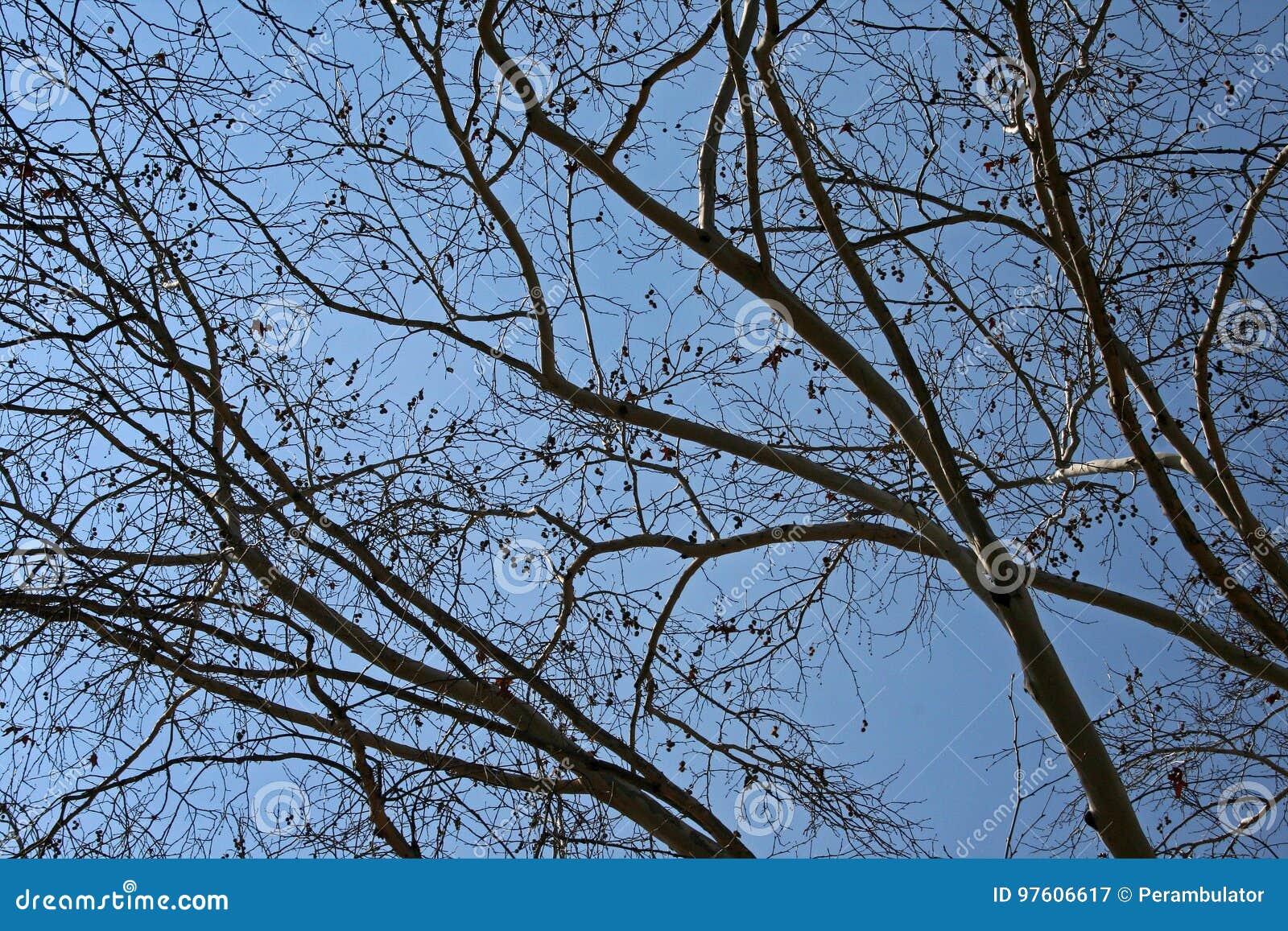 PLANE TREE BRANCHES in WINTER Stock Image - Image of plane, twigs: 97606617