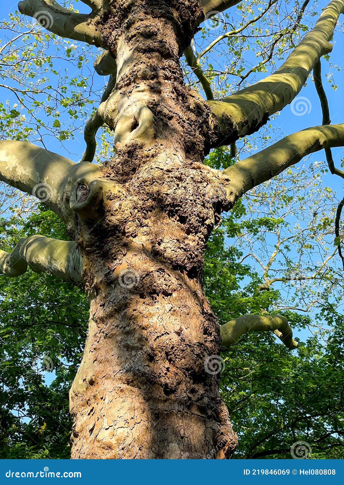 Plane Tree, Platanus, Giant Trunk with Special Bark in Spring with ...