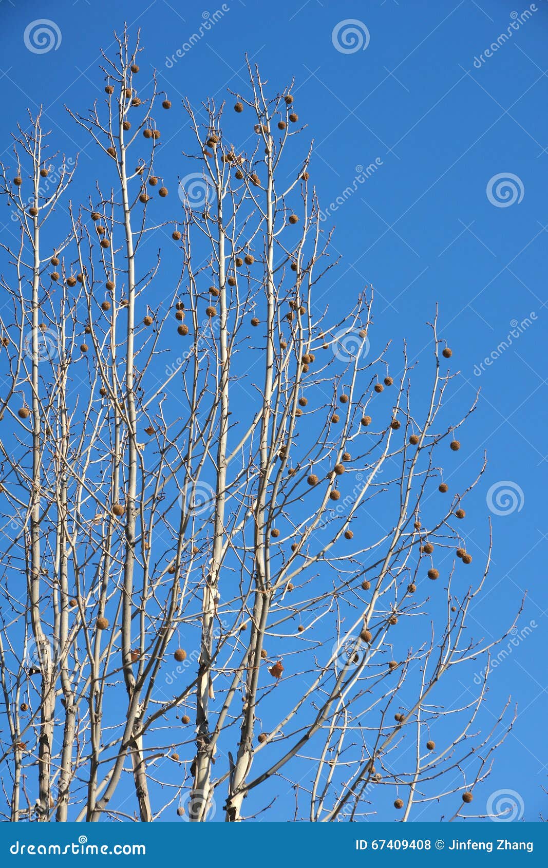 Plane tree stock photo. Image of fruit, tree, platanus - 67409408