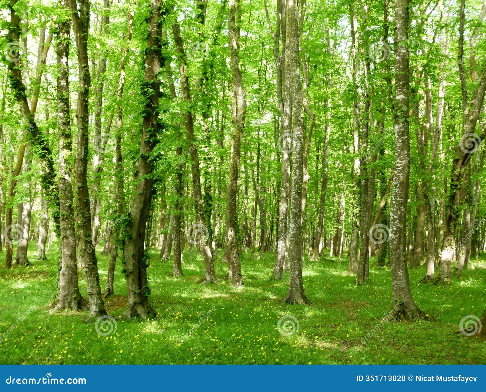 A Plane Tree Forest in Azerbaijan in Spring Stock Photo - Image of ...