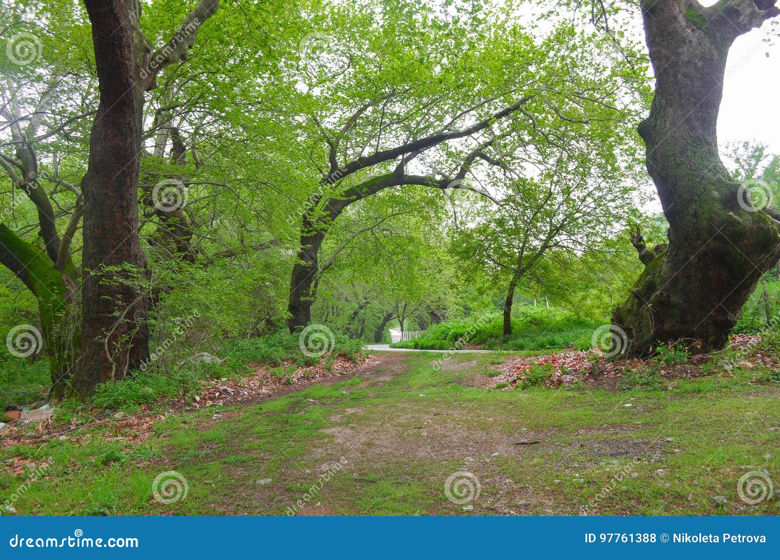 Plane tree forest stock photo. Image of explore, plane - 97761388