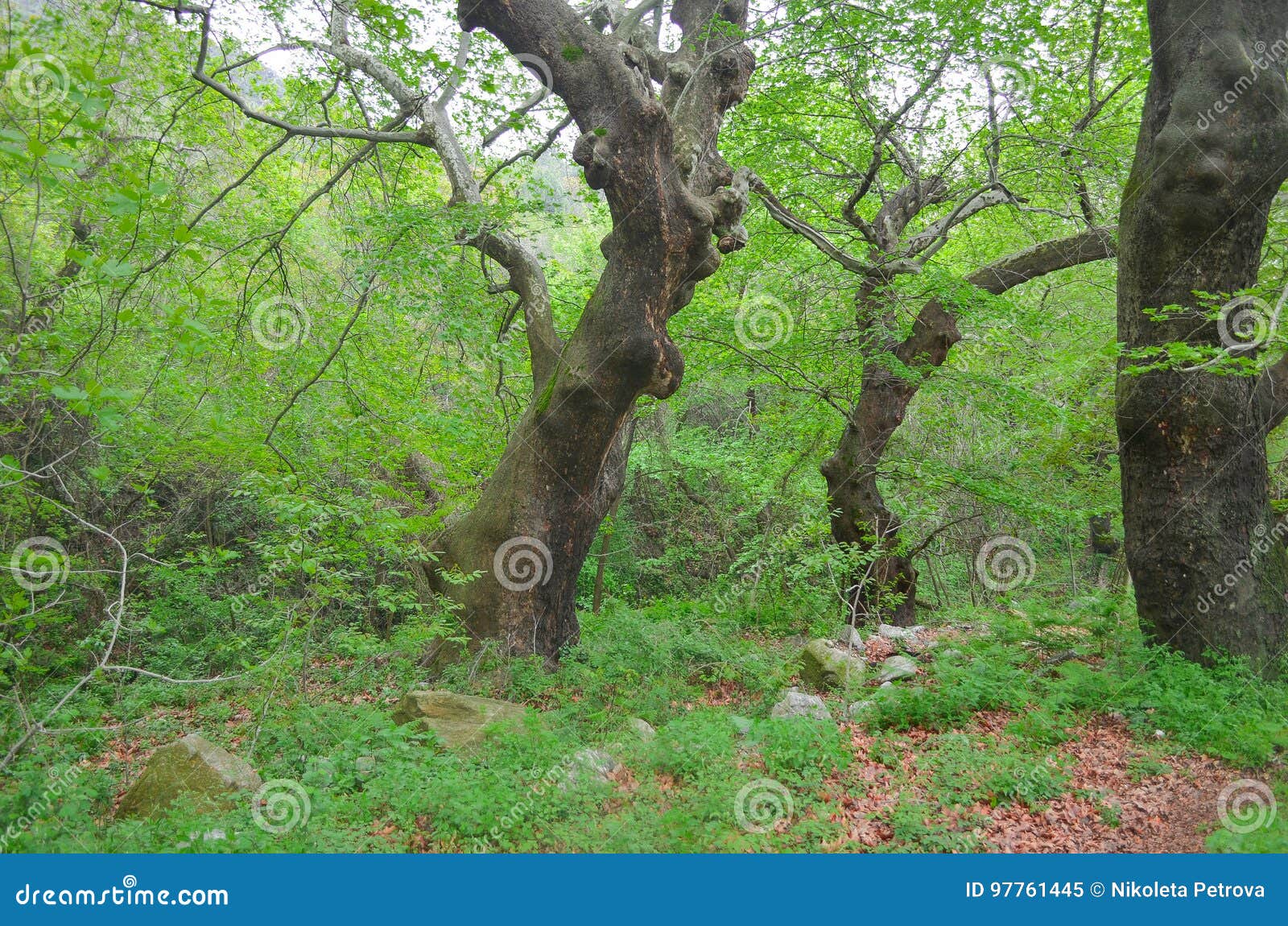 Plane tree forest stock image. Image of leaves, kresna - 97761445