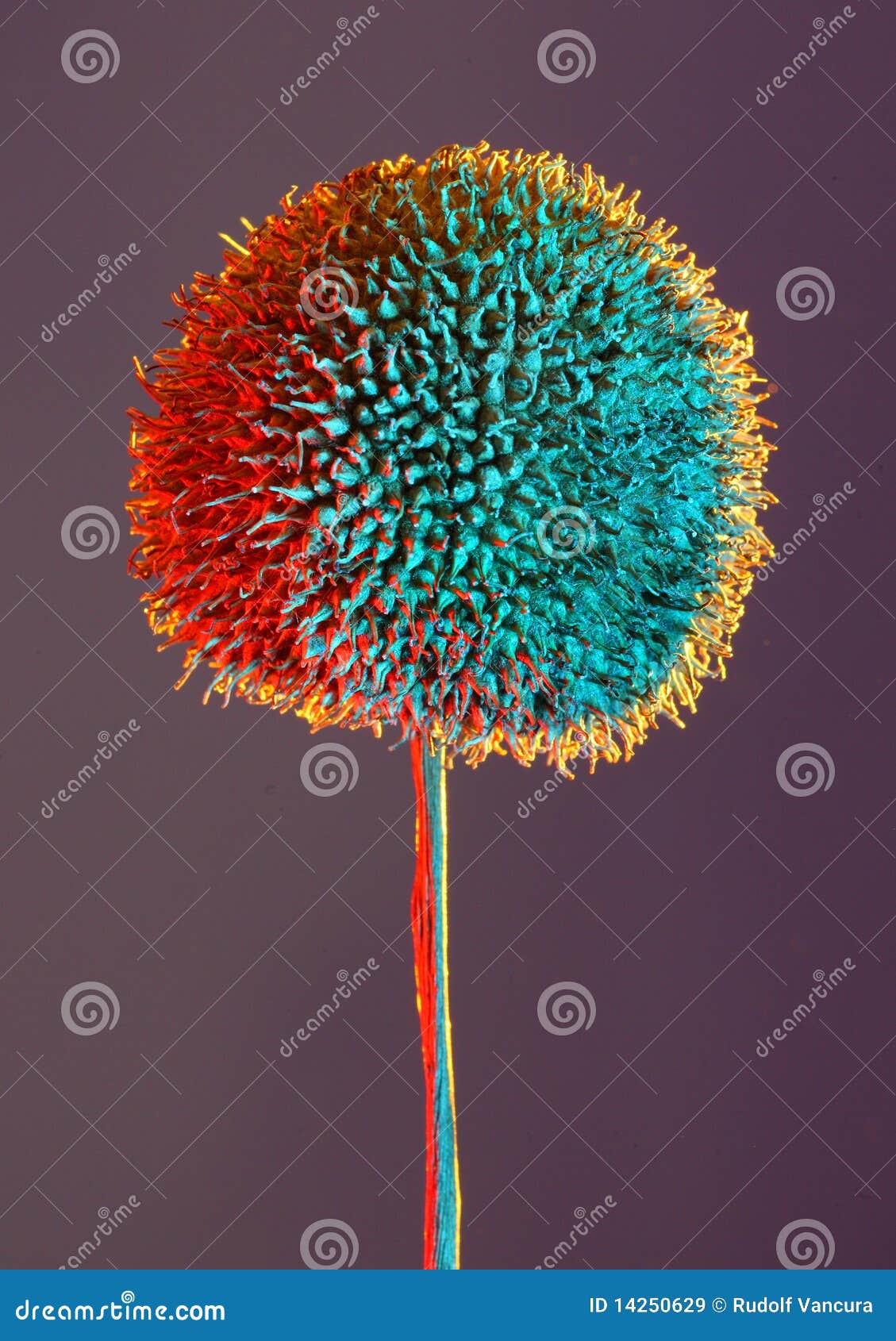 Plane Tree Fruit stock image. Image of nature, still - 14250629