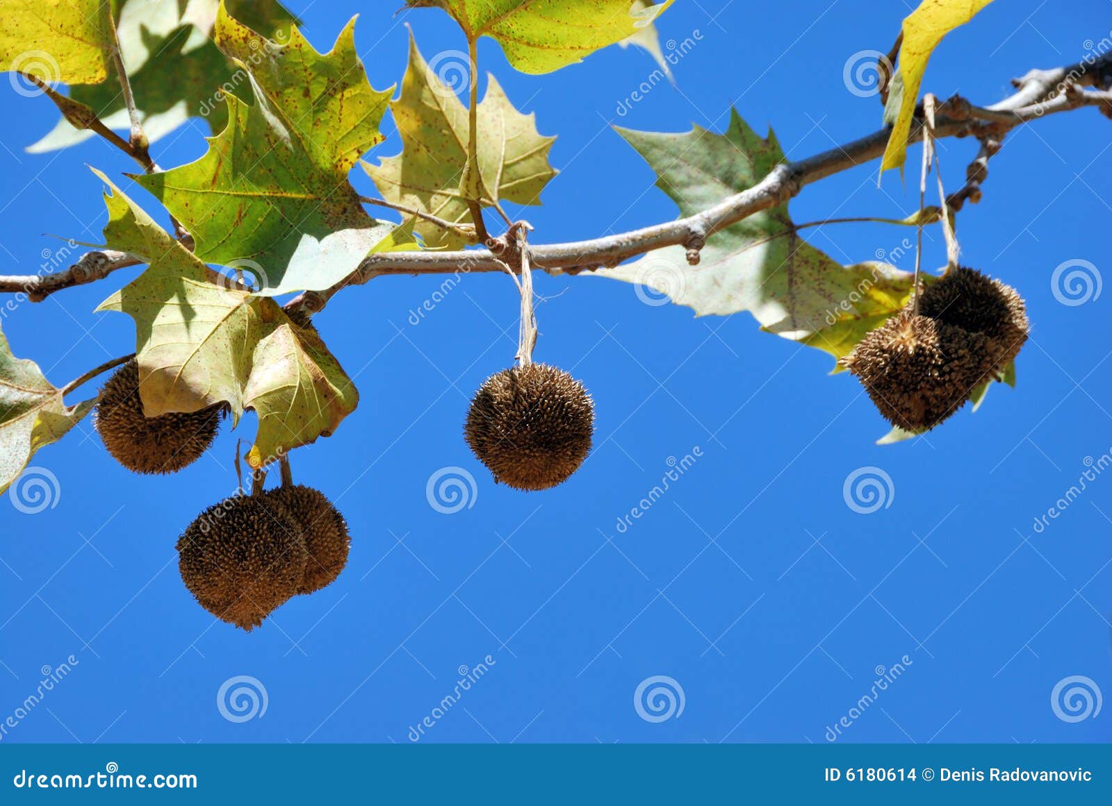 Plane Tree Fruit stock photo. Image of nature, tree, plane - 6180614