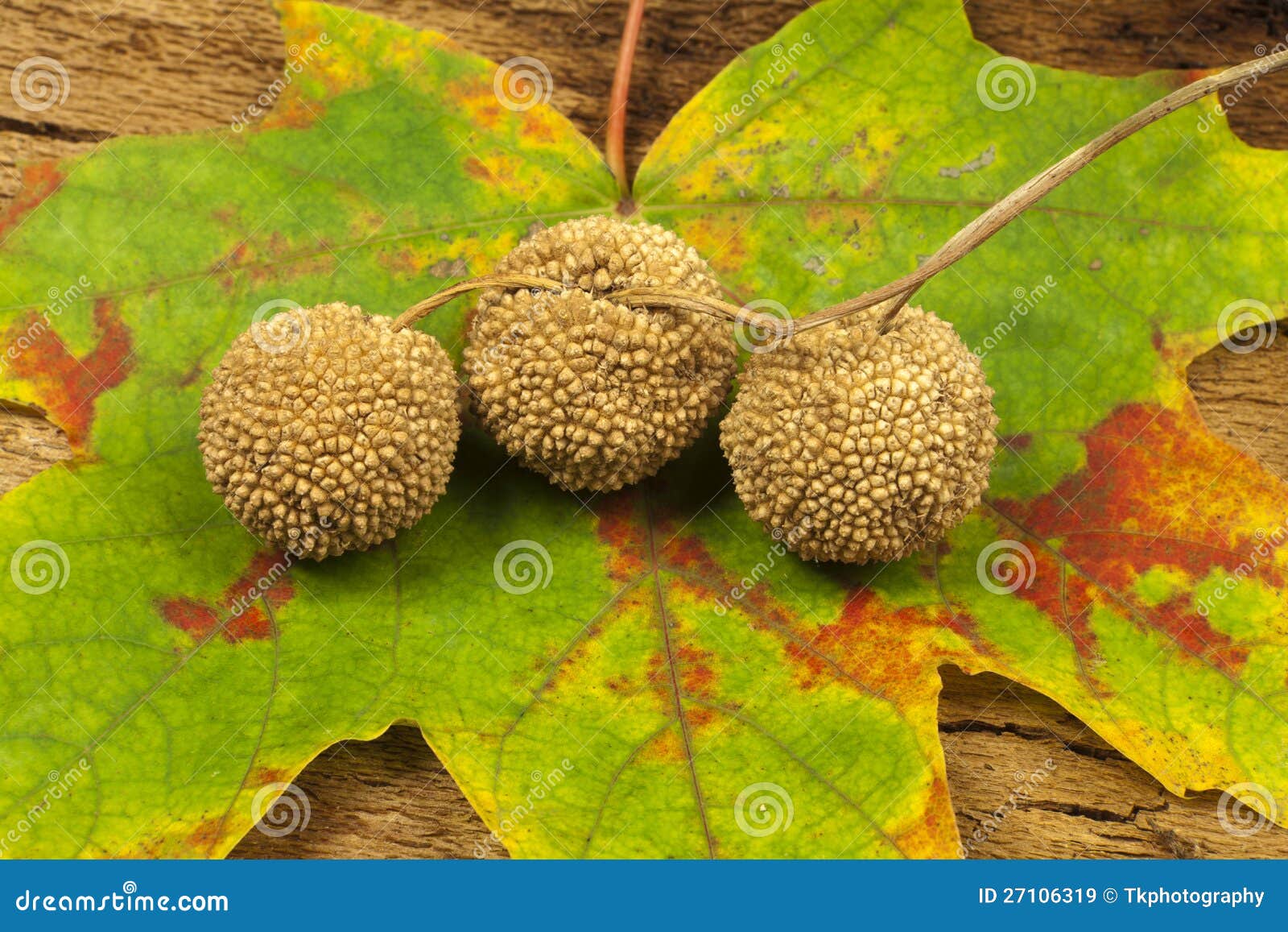 Plane tree fruits stock image. Image of seasonal, season - 27106319